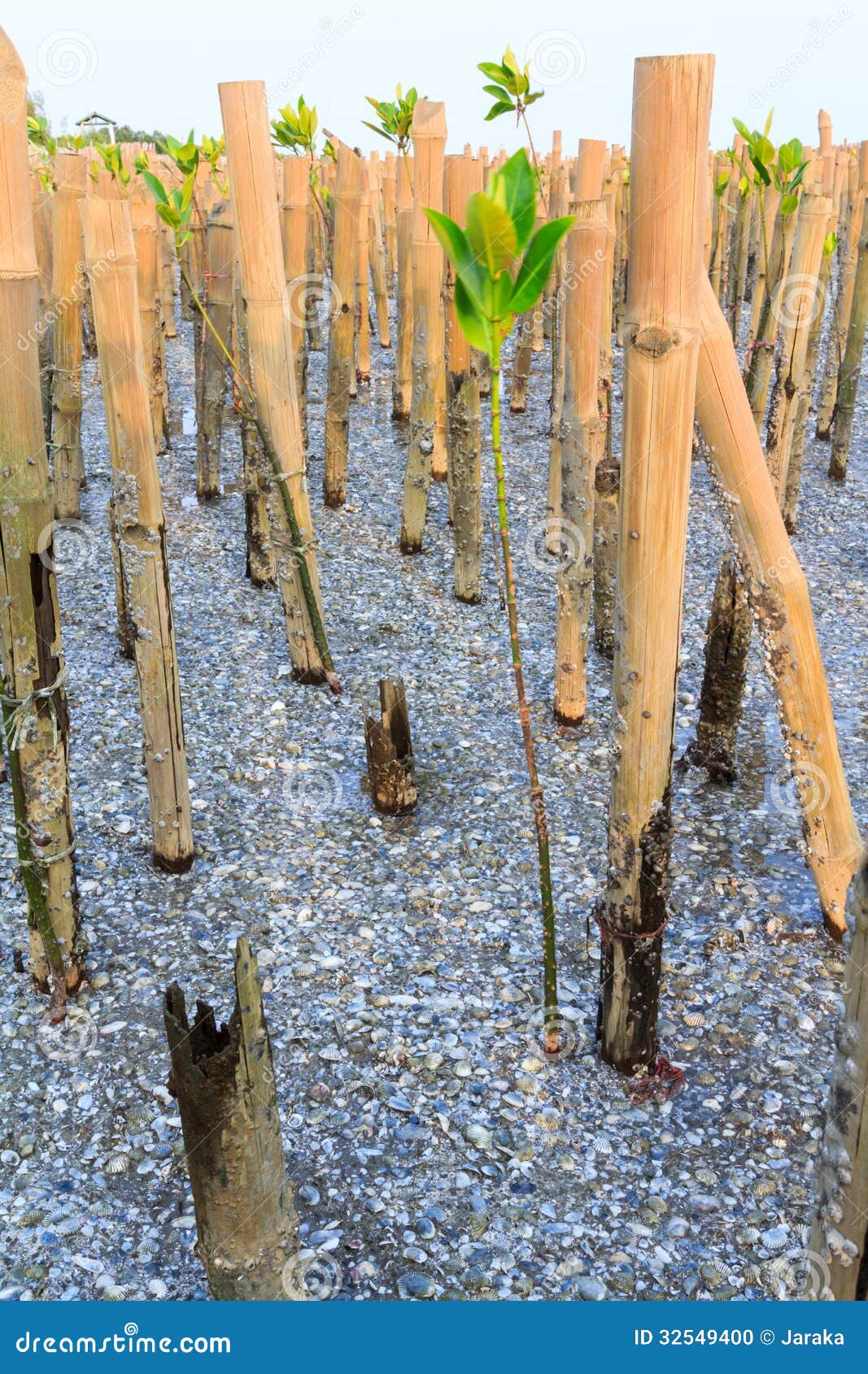 Planting mangrove tree stock photo. Image of reflection - 32549400