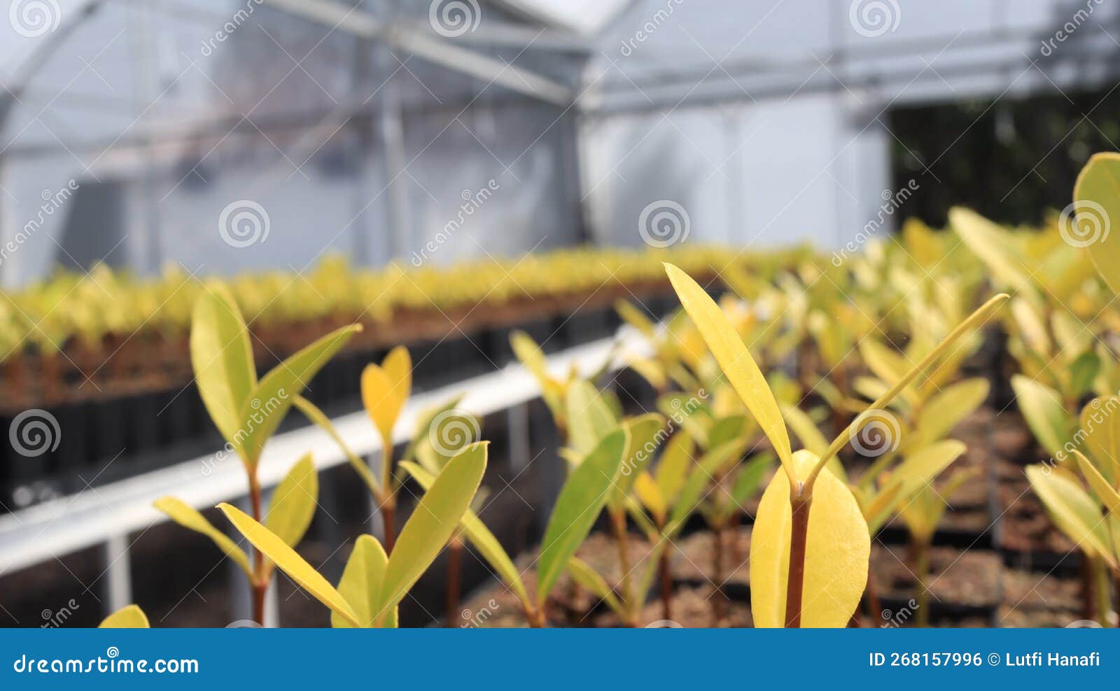Planting Mangrove Tree Seeds in Polybags Stock Photo - Image of dirt ...