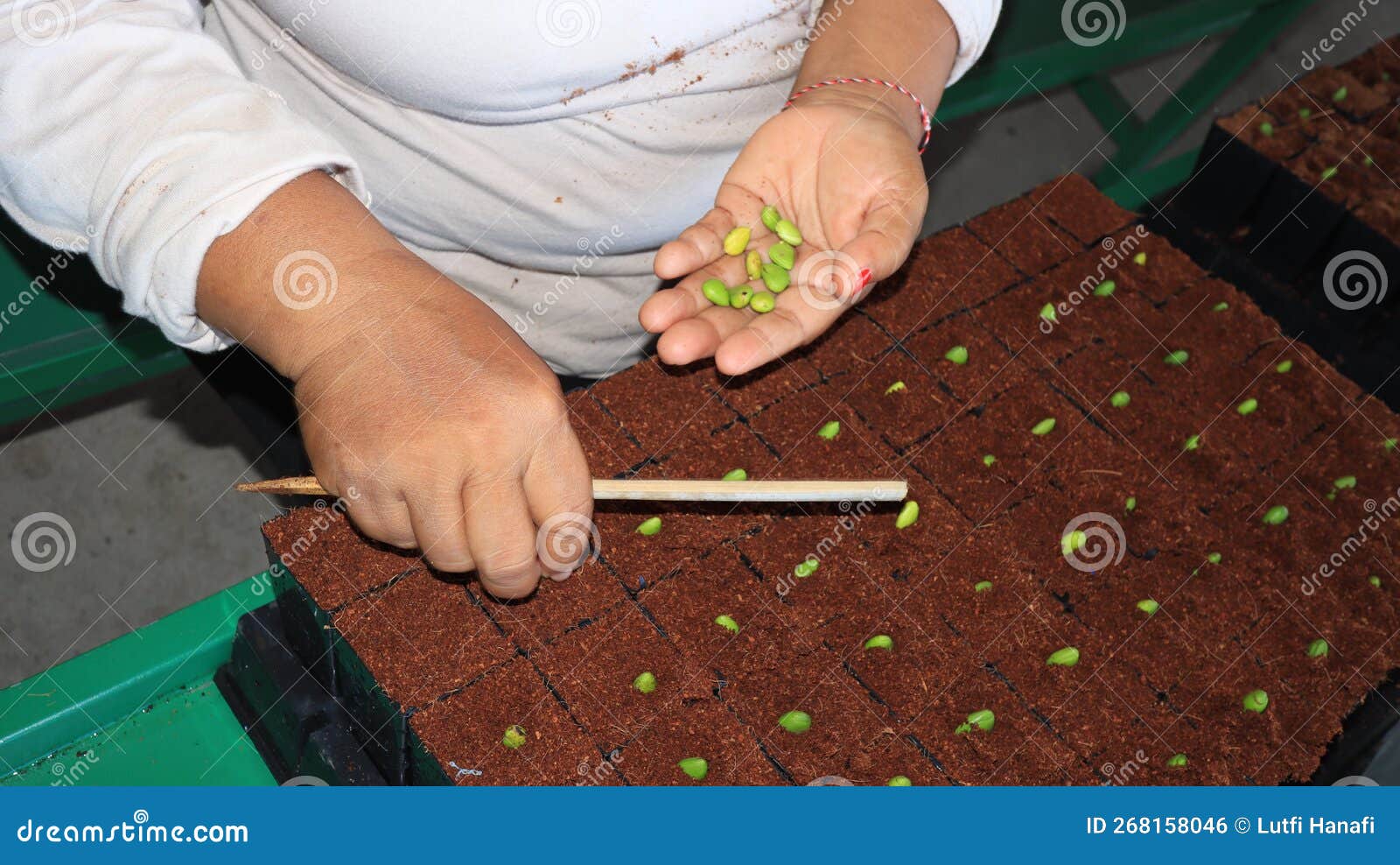 Planting Mangrove Tree Seeds in Polybags Stock Photo - Image of ...