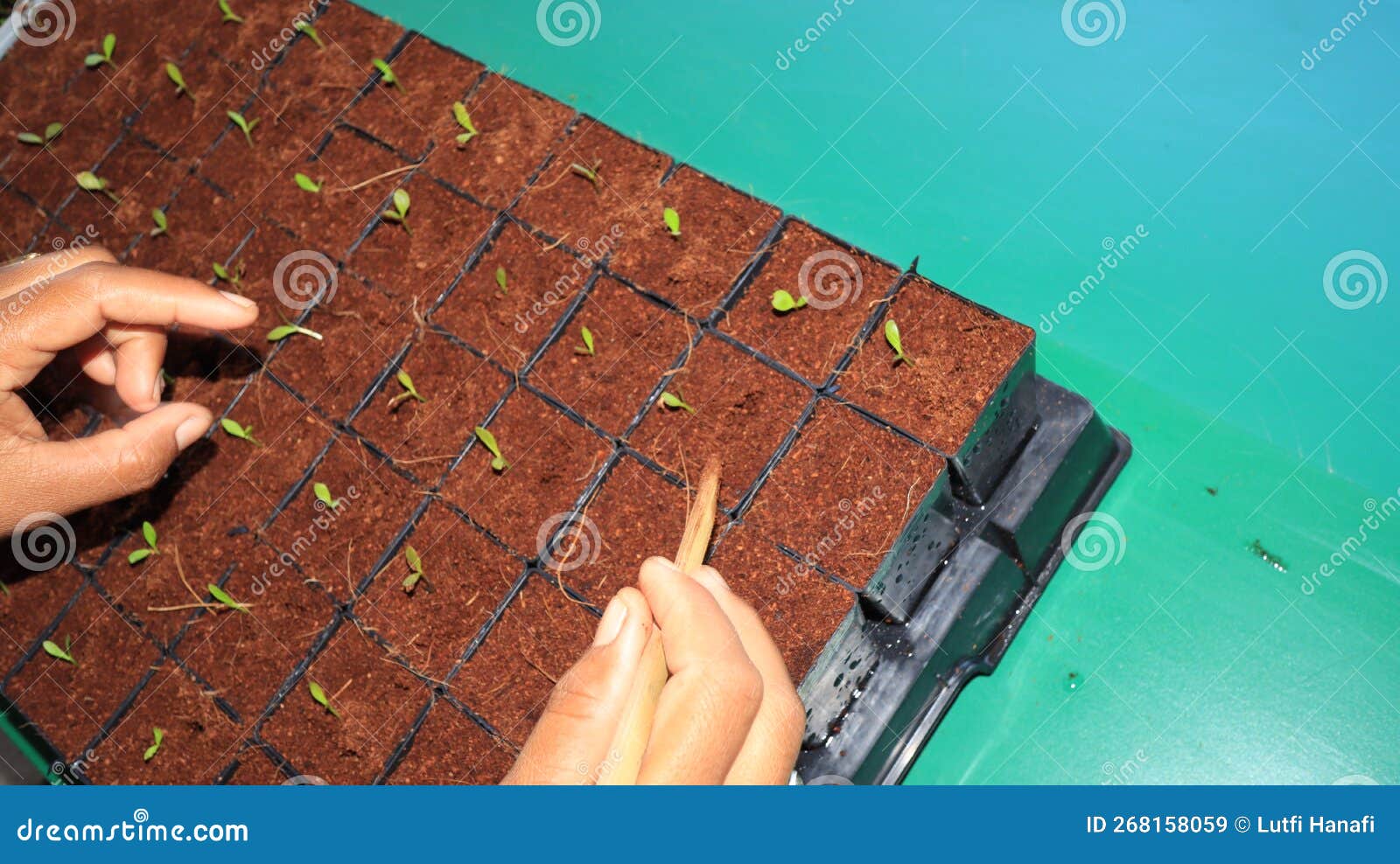 Planting Mangrove Tree Seeds in Polybags Stock Image - Image of ...