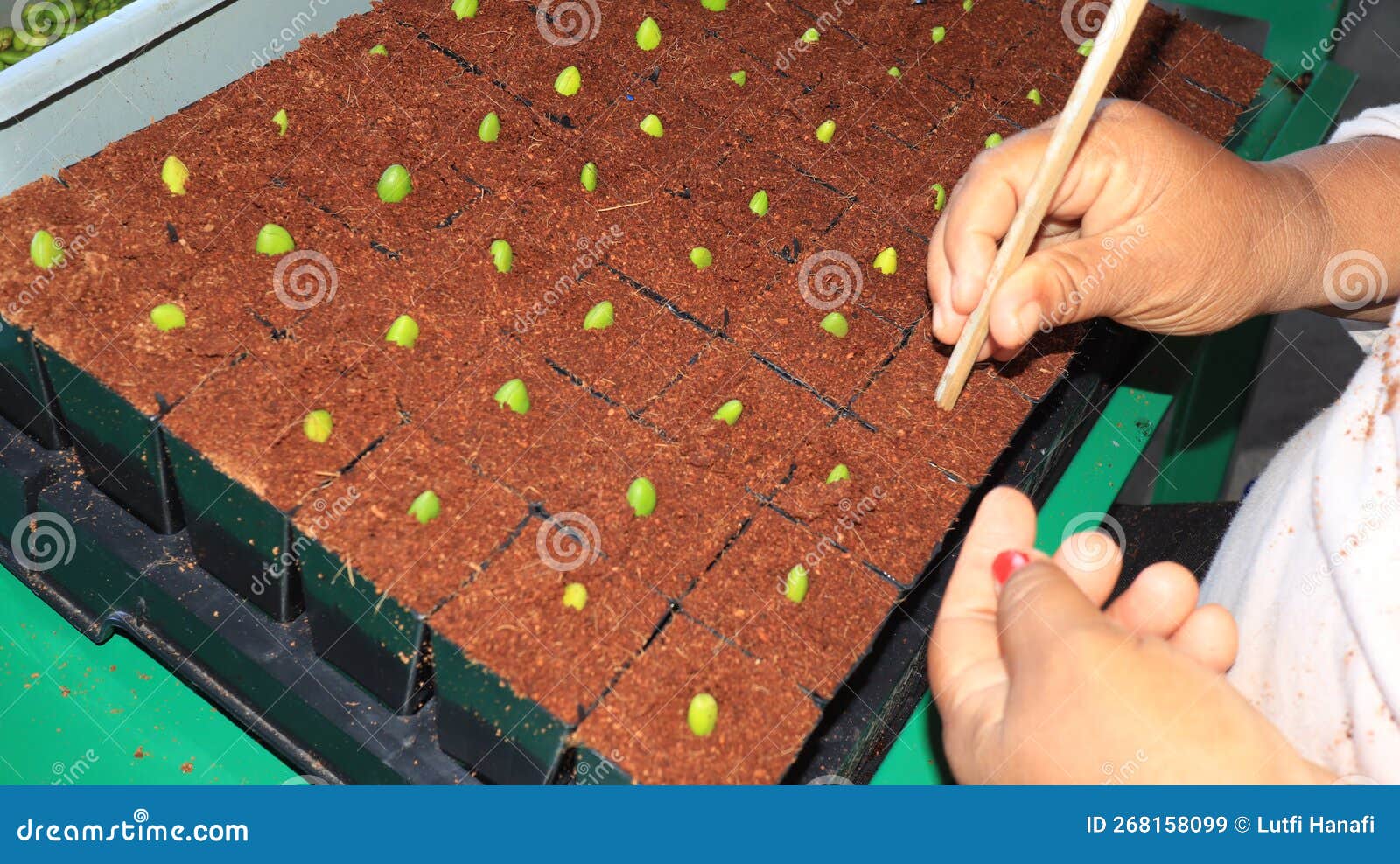Planting Mangrove Tree Seeds in Polybags Stock Image - Image of ...