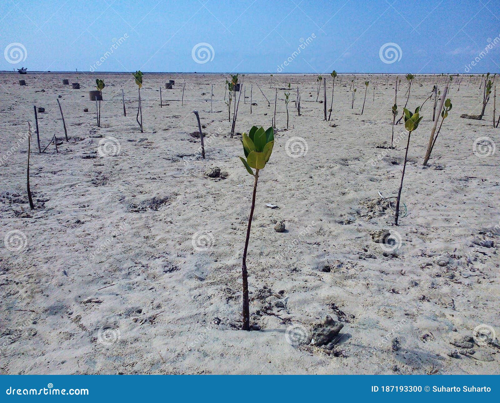 Planting Mangrove Trees on Pagerungan Beach 3 Stock Photo - Image of ...