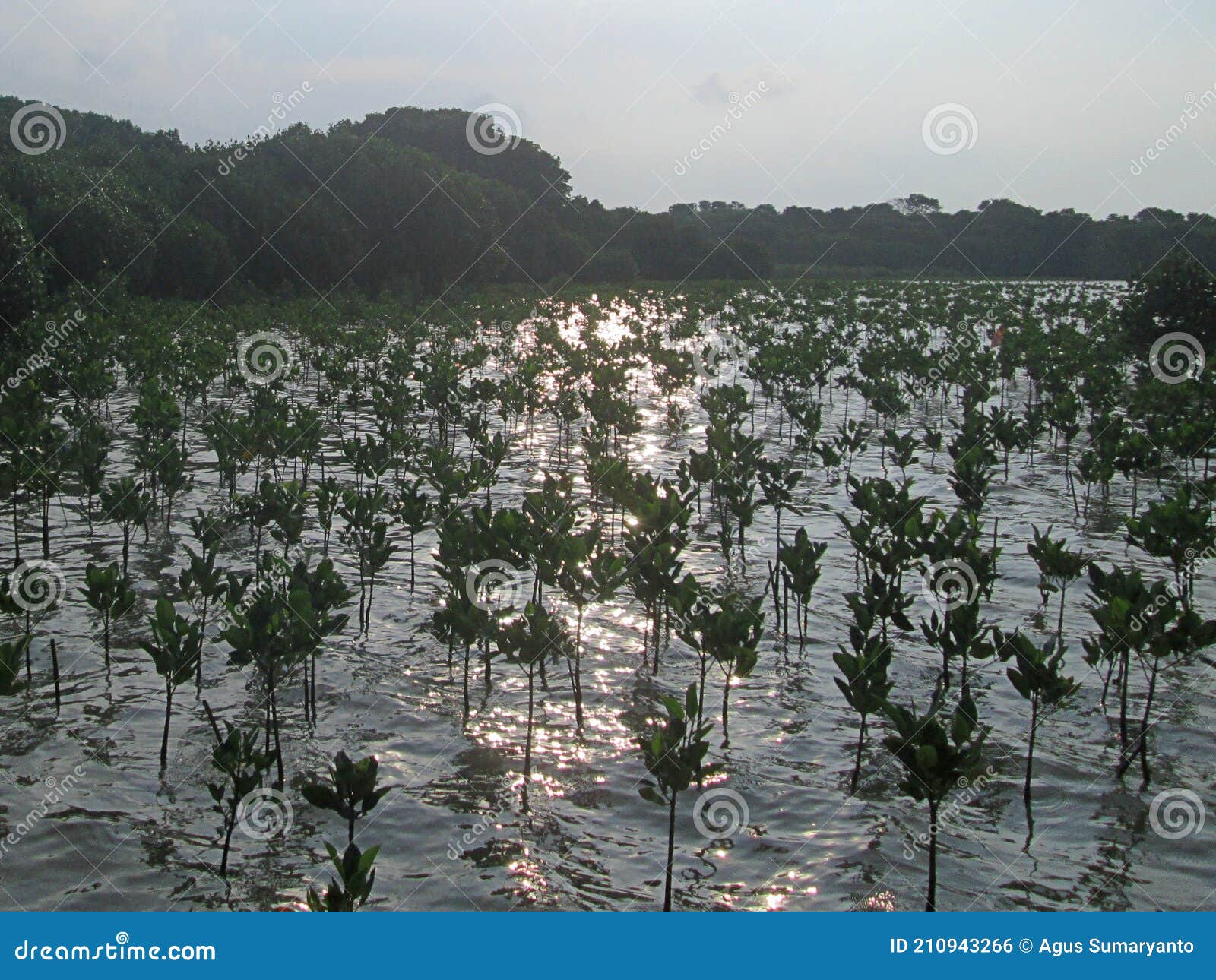 Planting Mangrove Trees on Rembang Beach Stock Photo - Image of ...