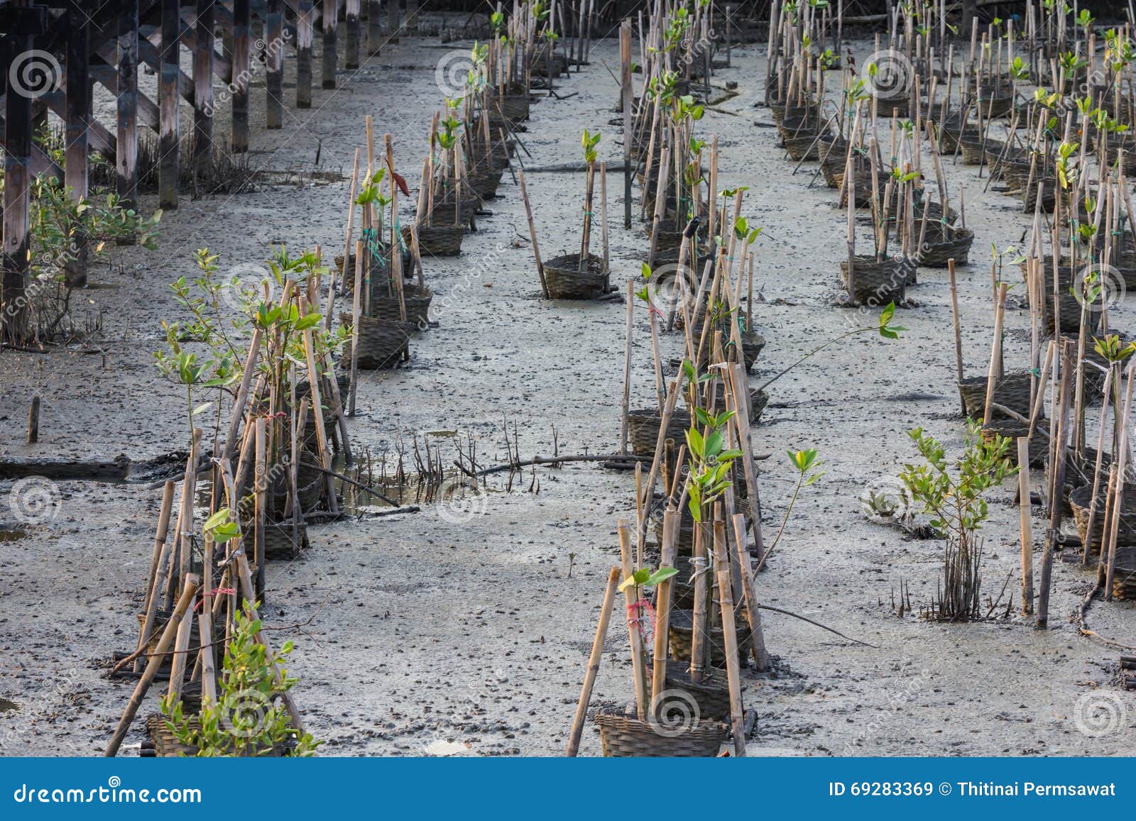 Planting mangroves stock image. Image of jungle, forest - 69283369