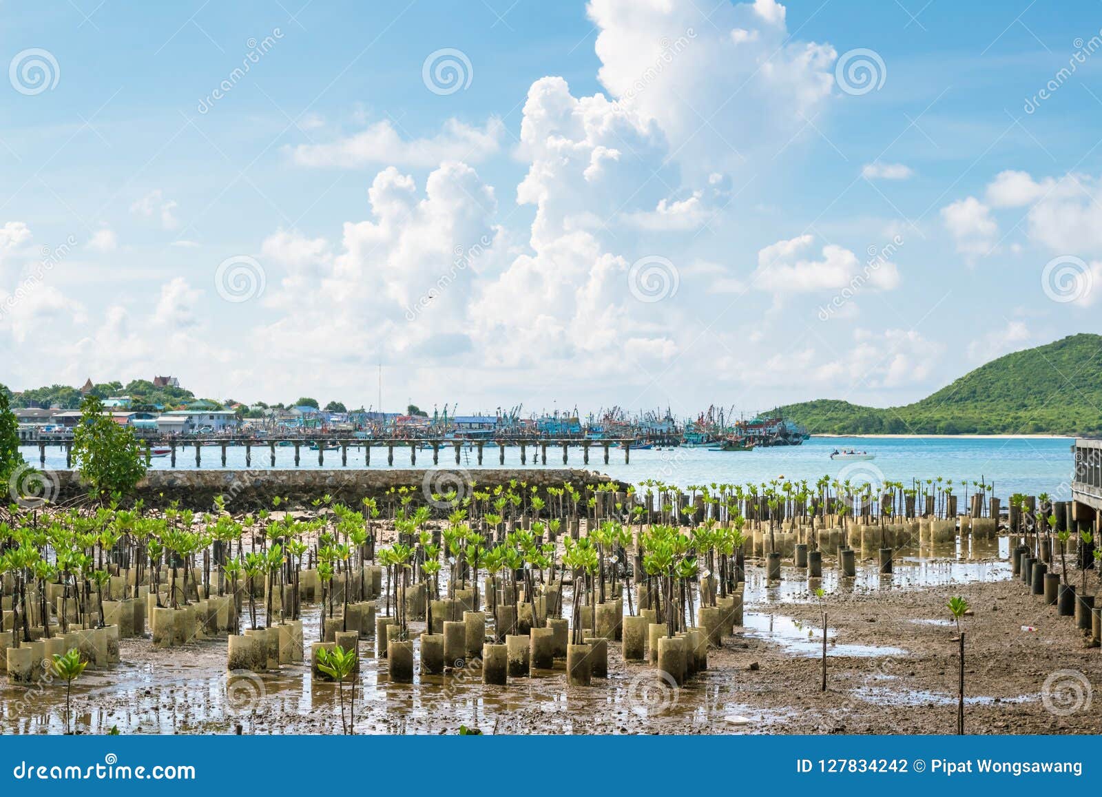 Planting Mangroves Replacement. this Reduces the Problem of Coastal ...