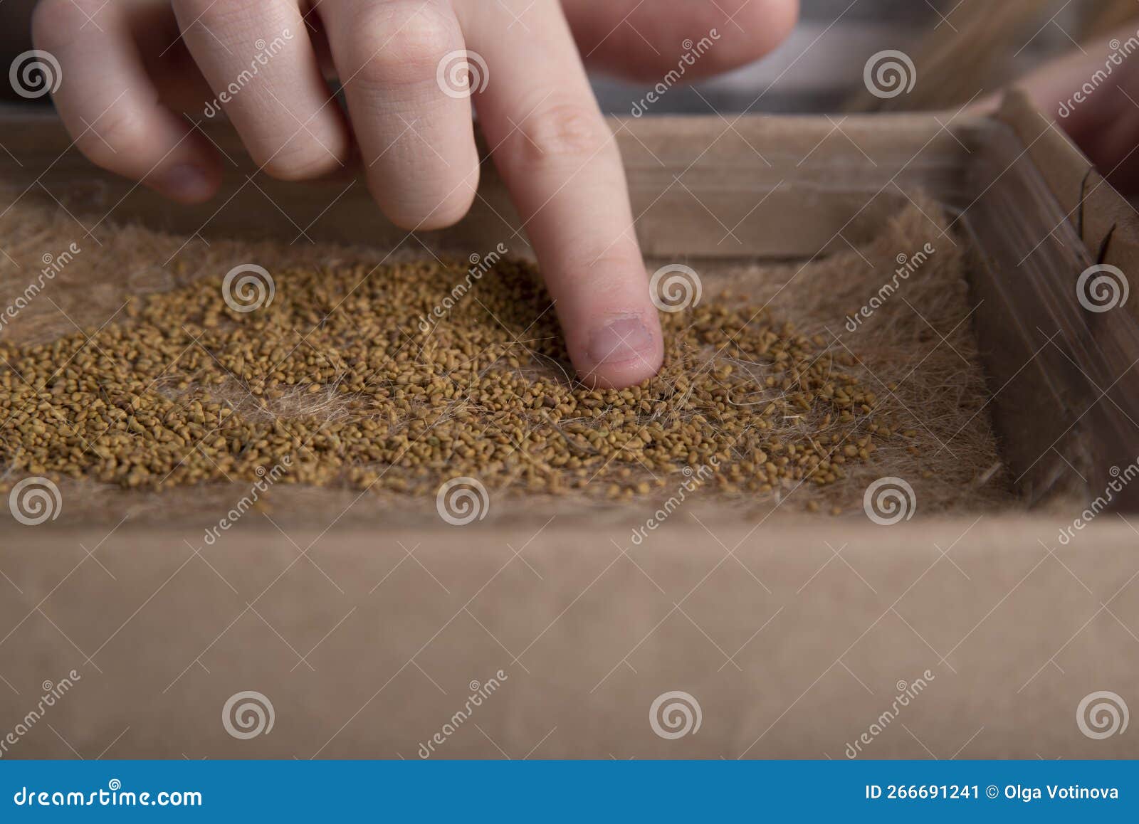 Planting Micro-green Seeds on the Mat. Eco-friendly Growing of Greenery ...