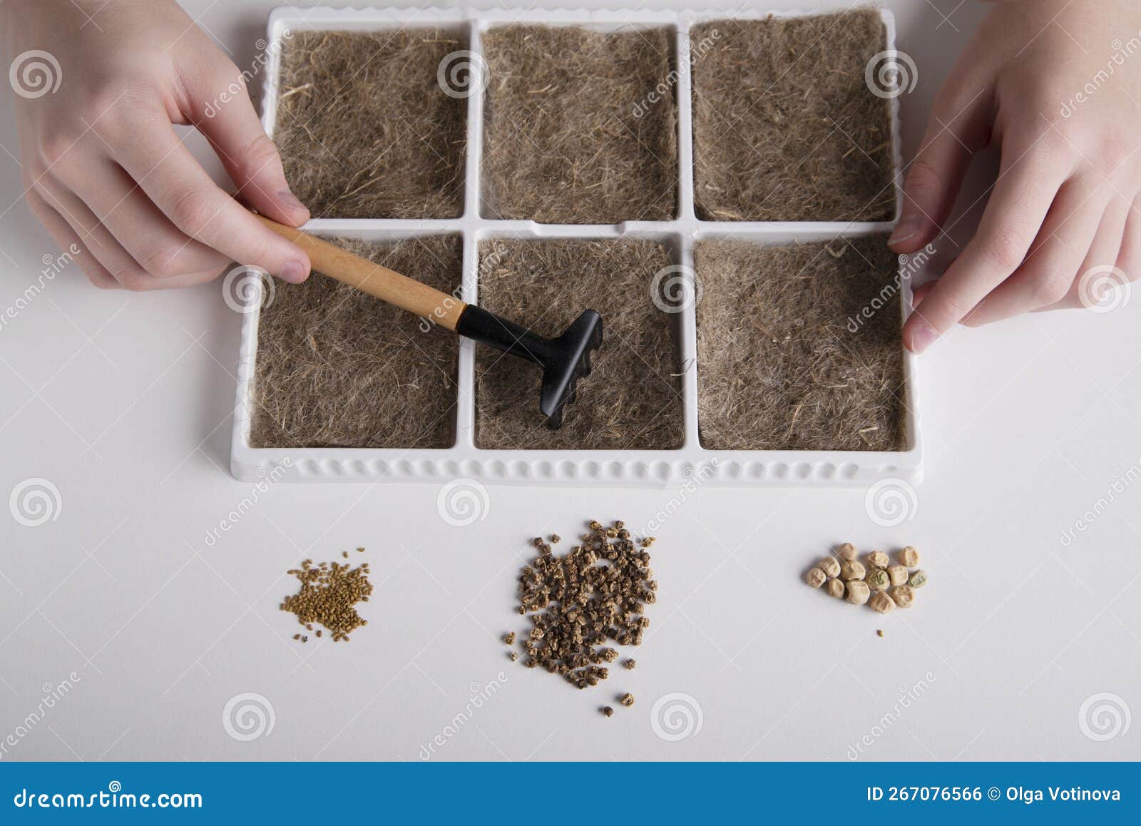 Planting Micro-green Seeds on the Mat. Eco-friendly Growing of Greenery ...