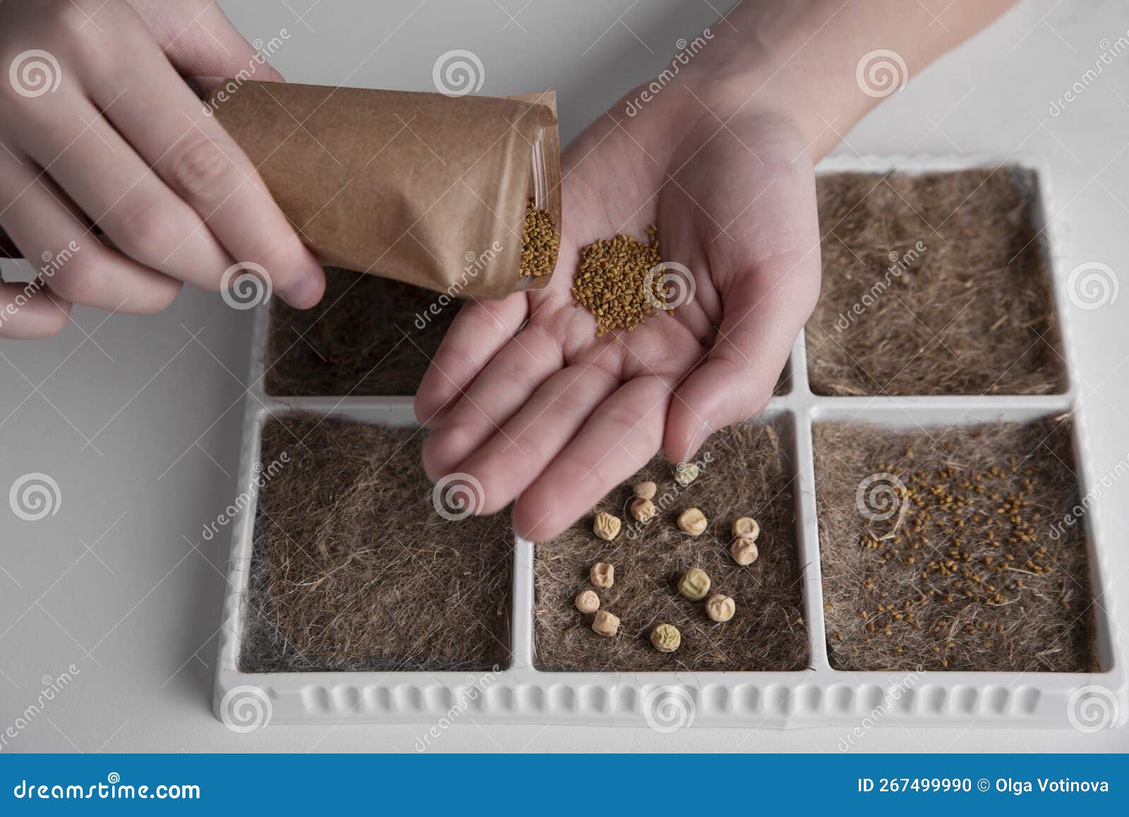 Planting Micro-green Seeds on the Mat. Eco-friendly Growing of Greenery ...