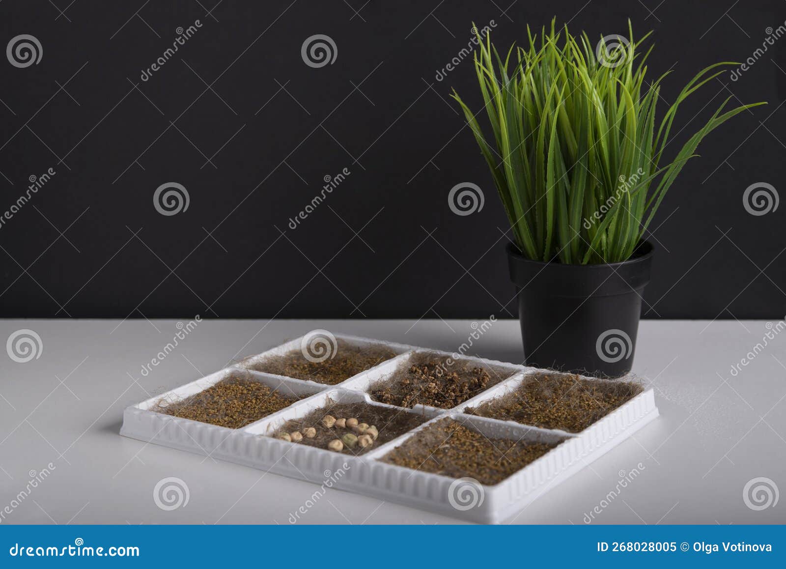 Planting Micro-green Seeds on the Mat. Eco-friendly Growing of Greenery ...