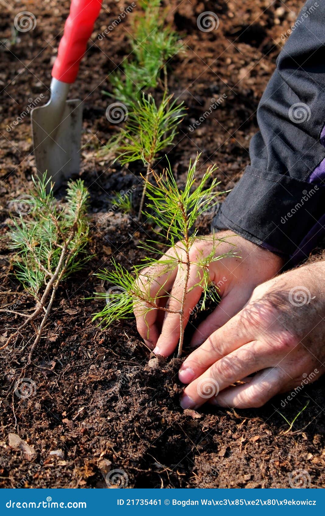 Planting a new forest stock image. Image of shovel, coniferous - 21735461