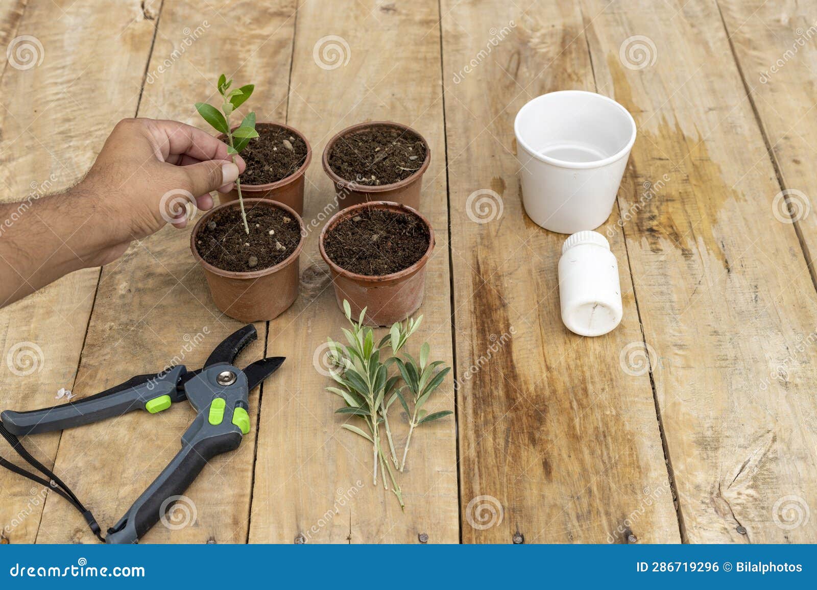 Planting Olive Tree Cuttings in a Pot Stock Photo - Image of stem ...