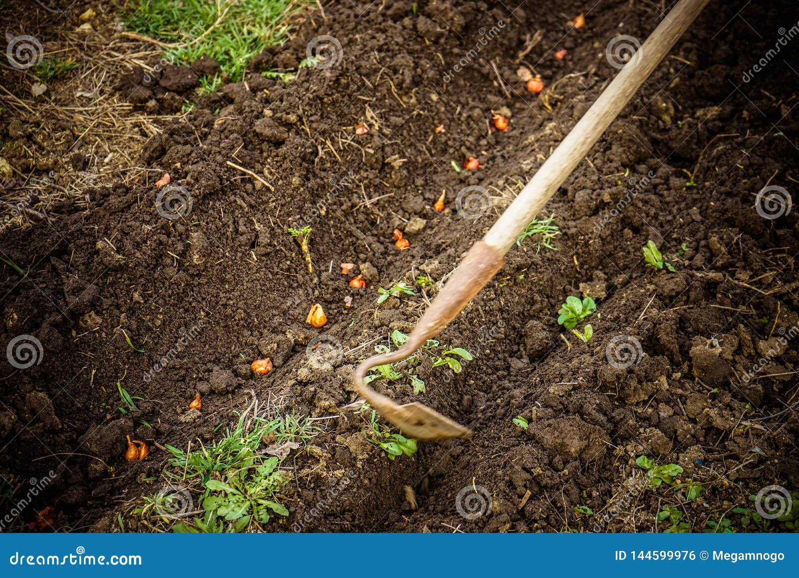 Planting Onions in the Spring Garden with Chopper Tool Stock Photo ...