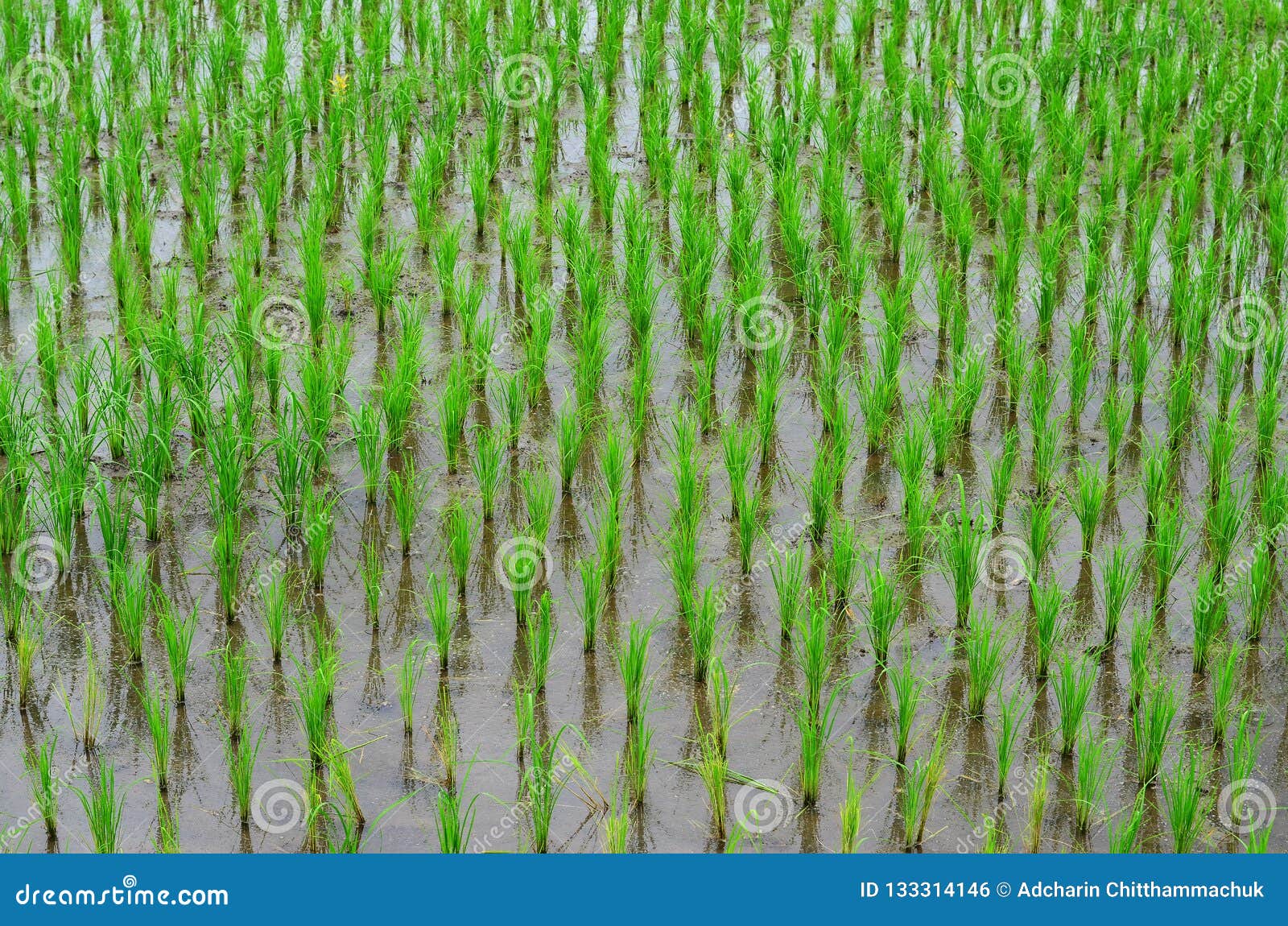 Planting paddy rice stock photo. Image of meadow, farmer - 133314146