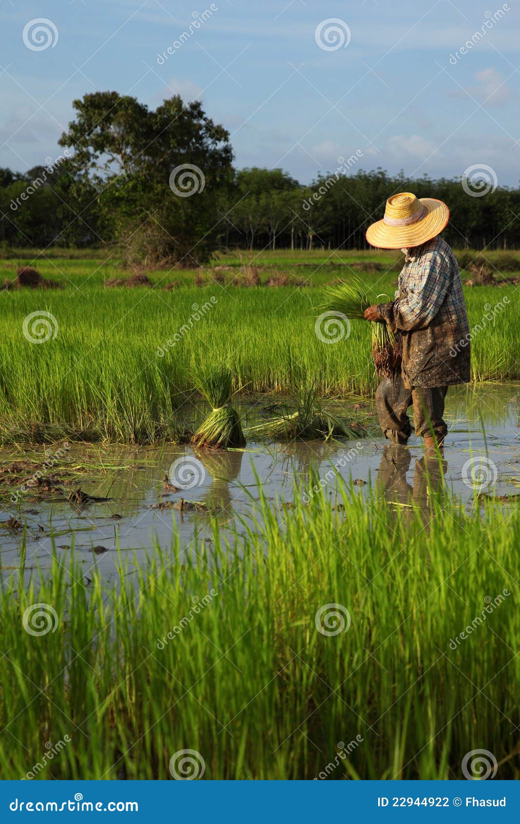 Planting on the Paddy Rice Farmland Stock Photo - Image of culture ...