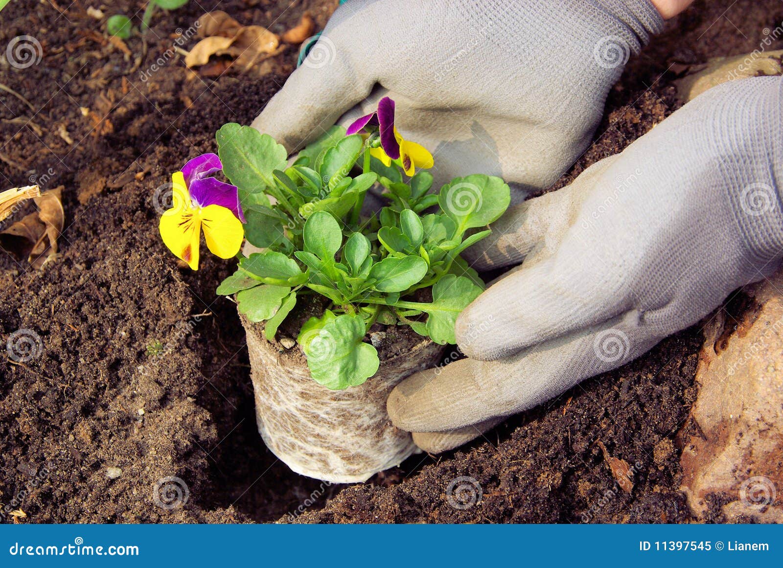Planting pansy stock image. Image of gardening, potting - 11397545