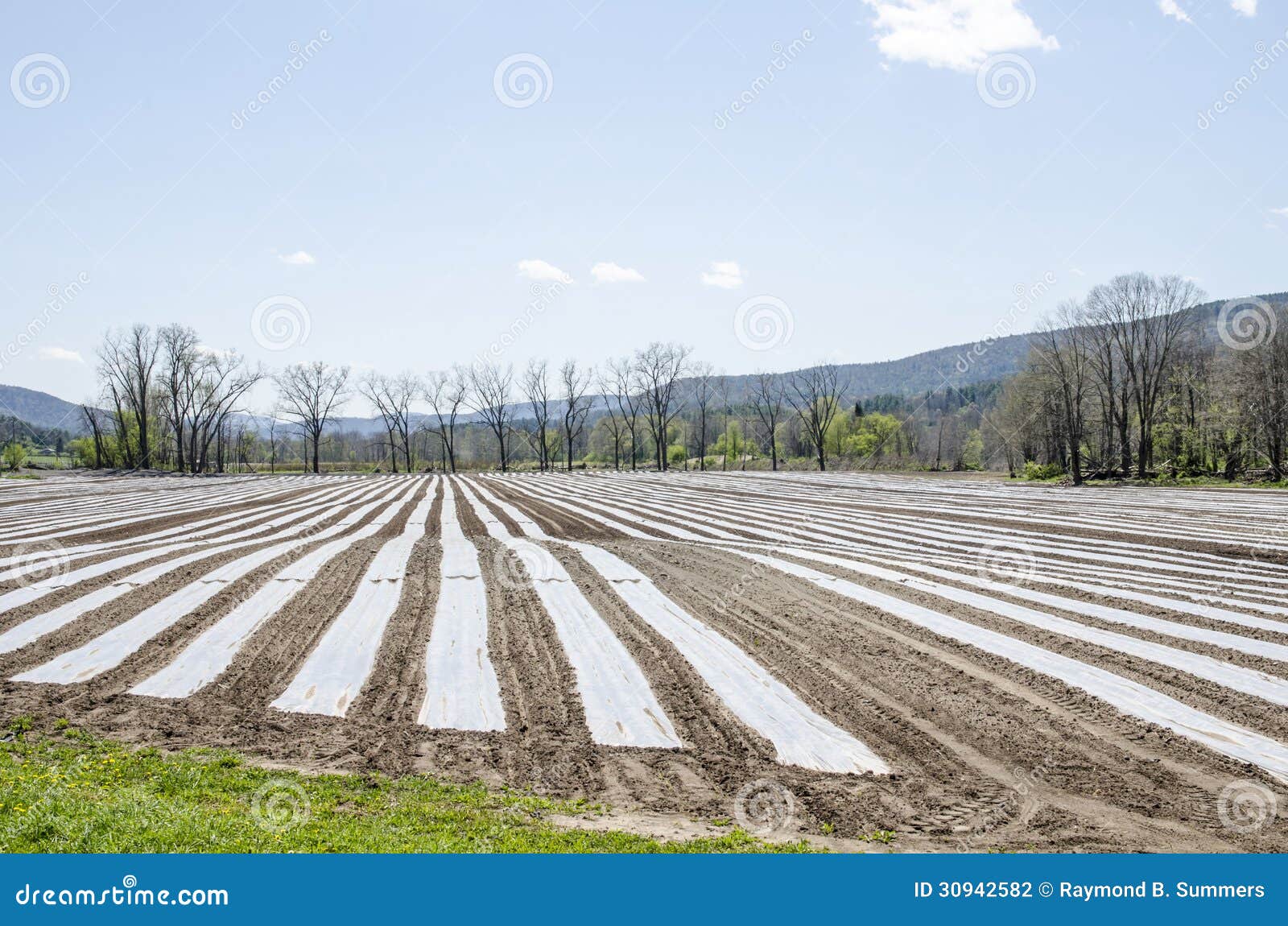Planting Patterns stock photo. Image of rural, pattern - 30942582