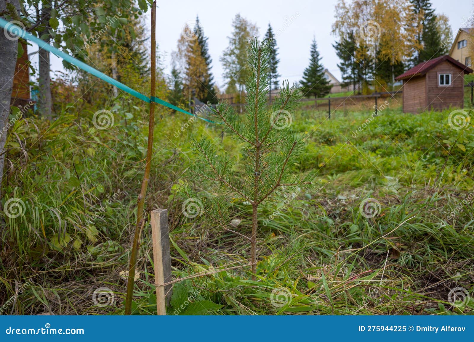 Planting Pine Trees on a Country Plot Stock Image - Image of scene ...