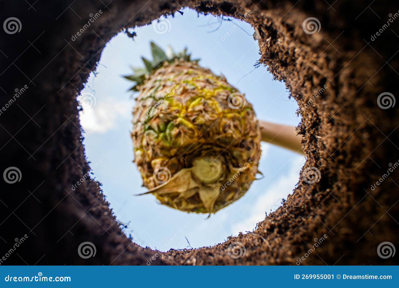 Planting Pineapple into the Ground. View of a Freshly Dug Pit in a Bed ...