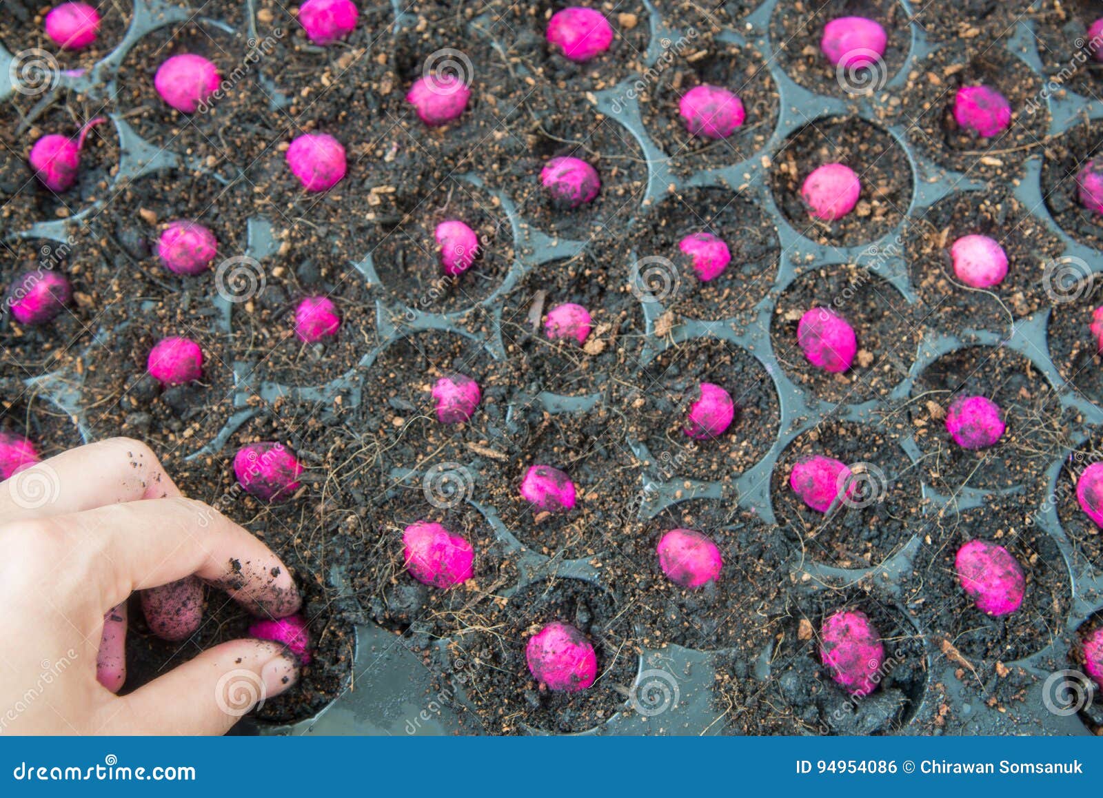 Planting pink seeds stock photo. Image of plant, garden - 94954086