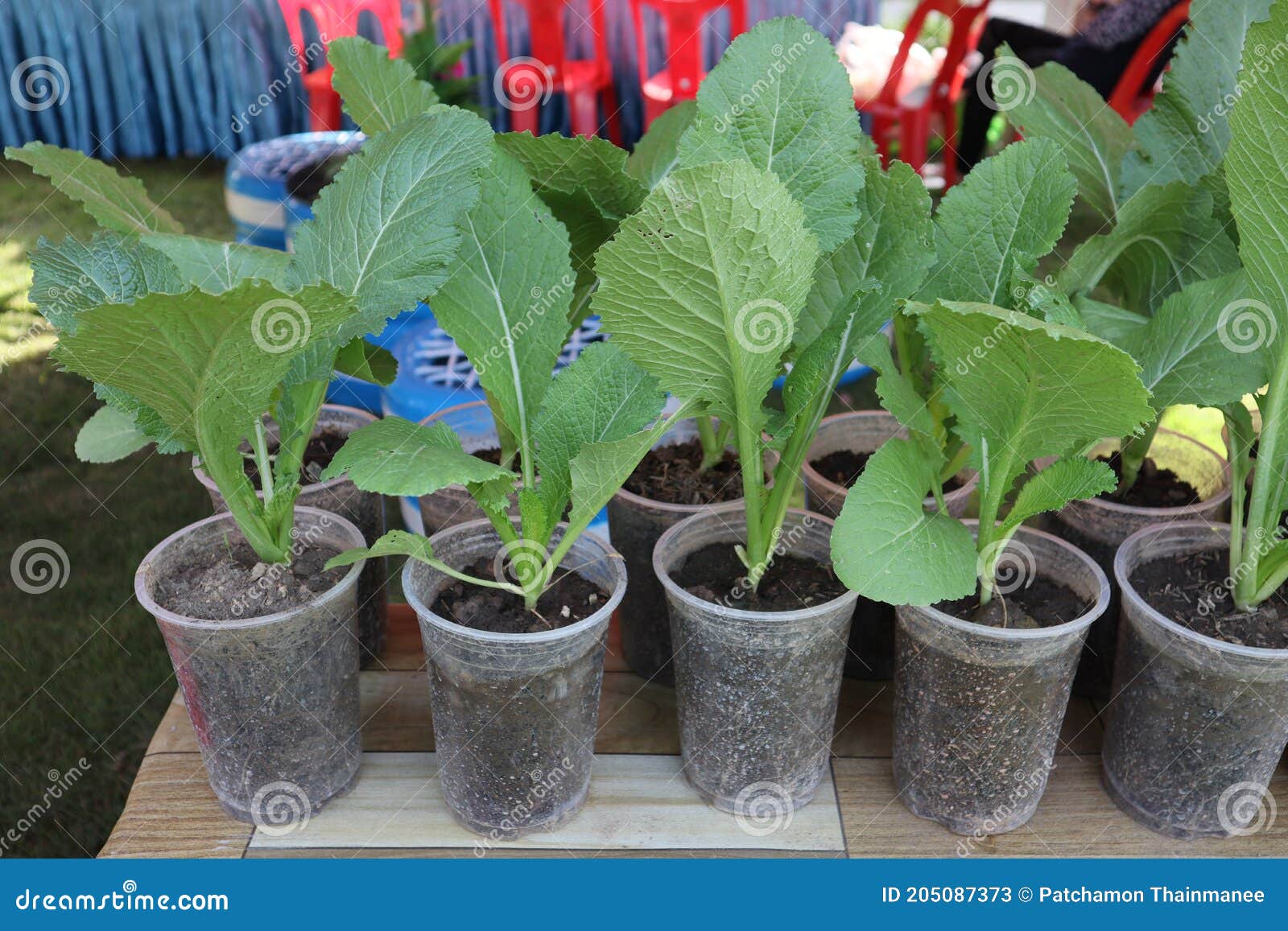 Planting Plants in Plastic Glasses Stock Image - Image of shrub, lawn ...