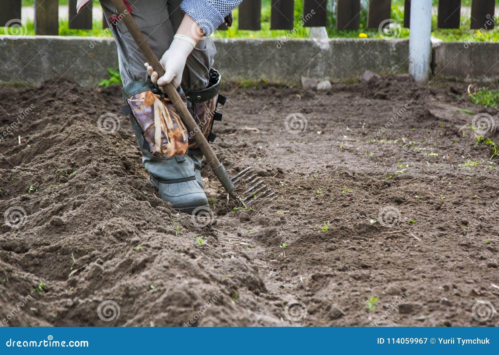 Planting Vegetable Beds with Rake Stock Image - Image of outdoors, land ...