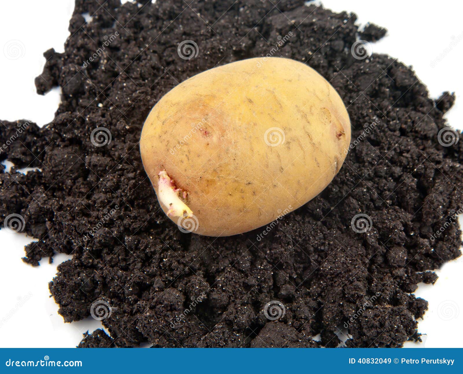 Planting potato stock image. Image of ground, earth, growth - 40832049