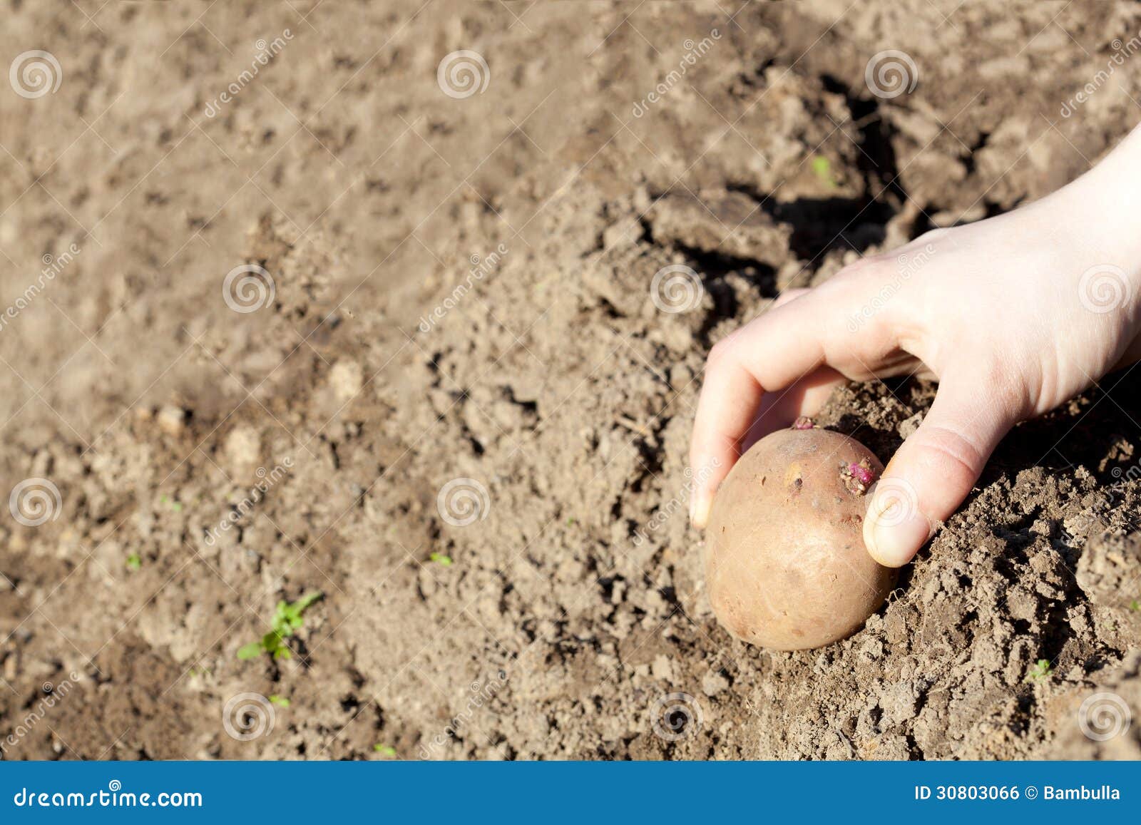 Planting potatoes stock photo. Image of farming, field - 30803066