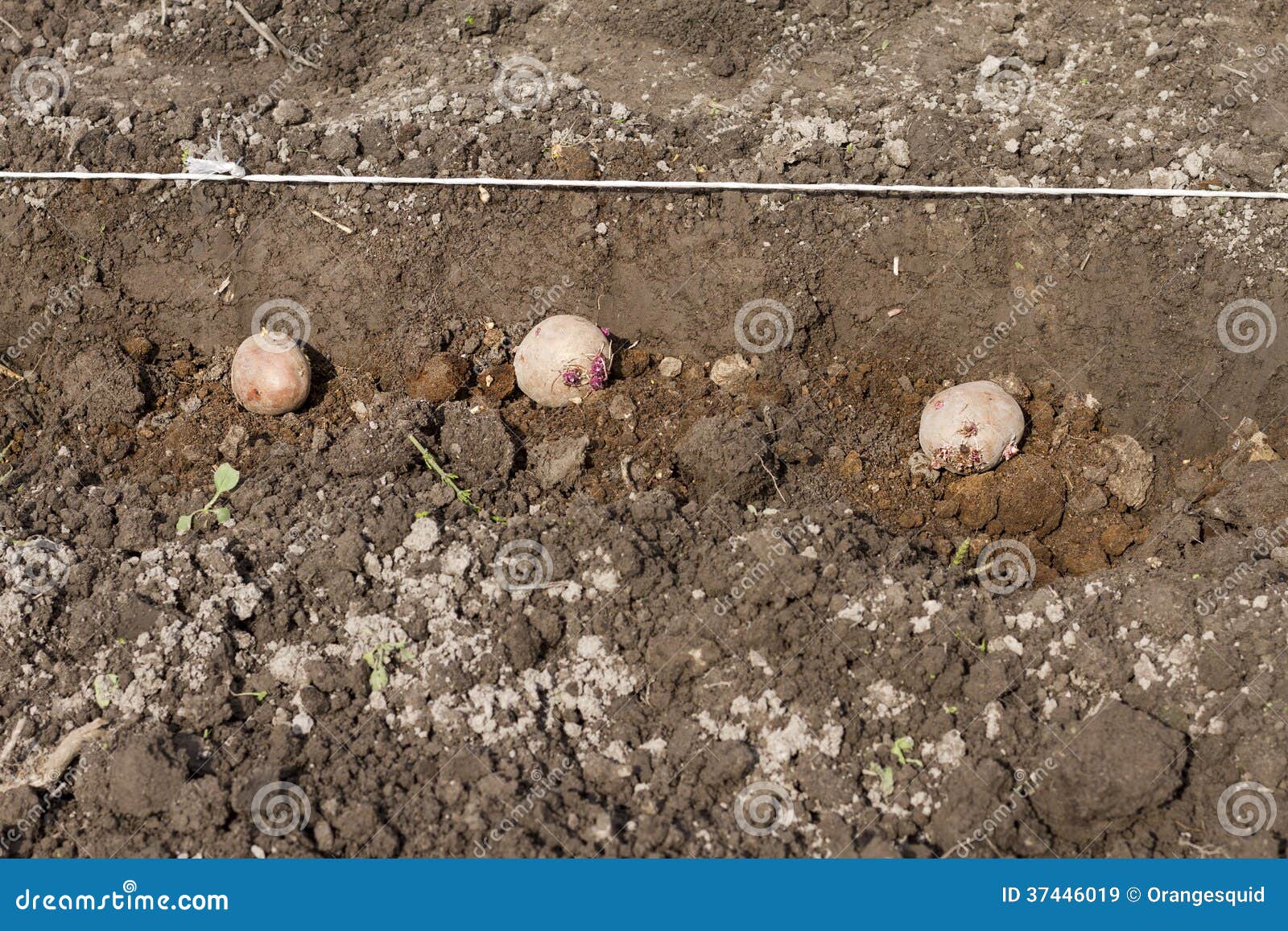Planting potatoes stock image. Image of crop, work, harvest - 37446019