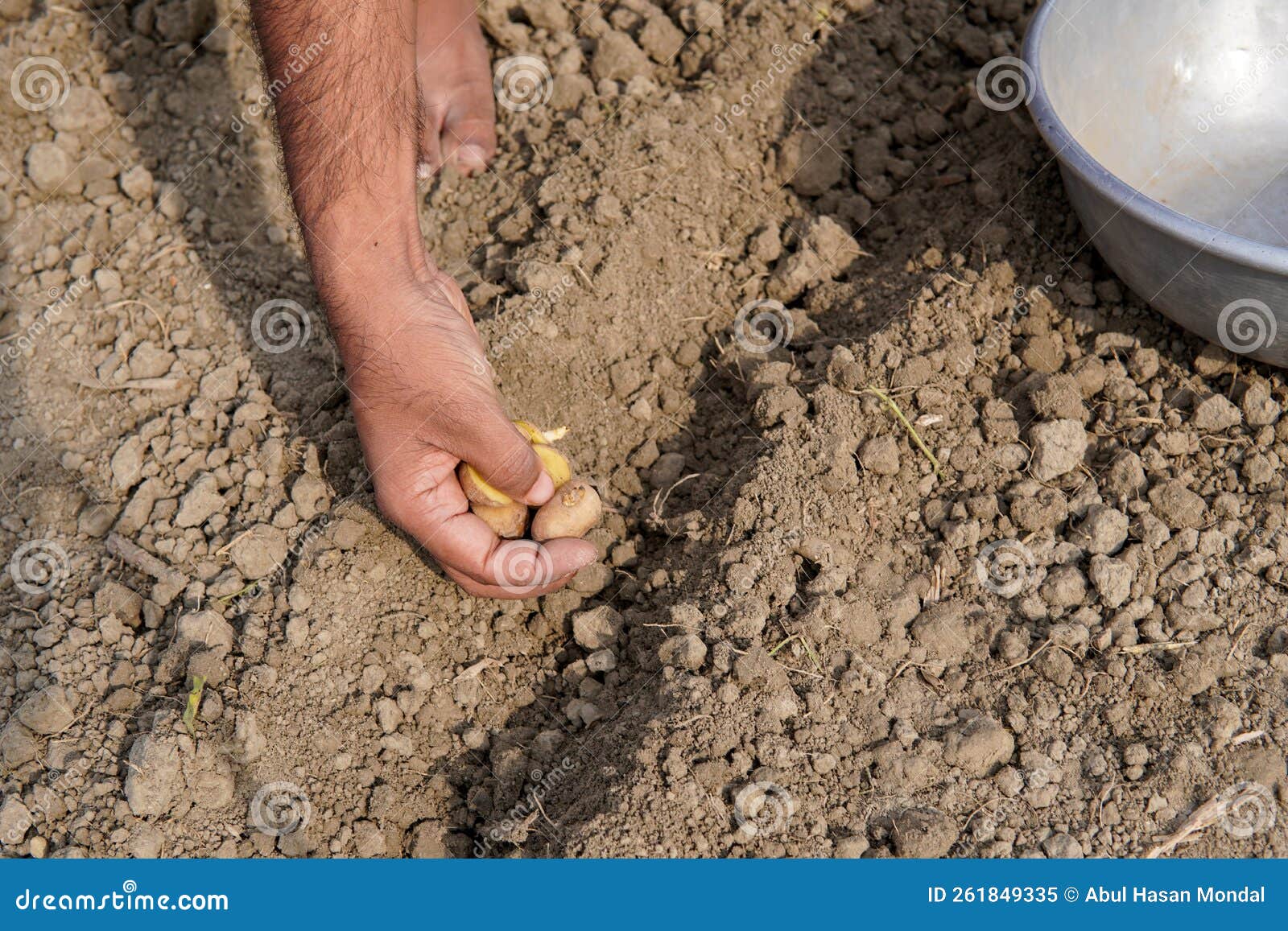 Planting potatoes seeds. stock image. Image of person - 261849335