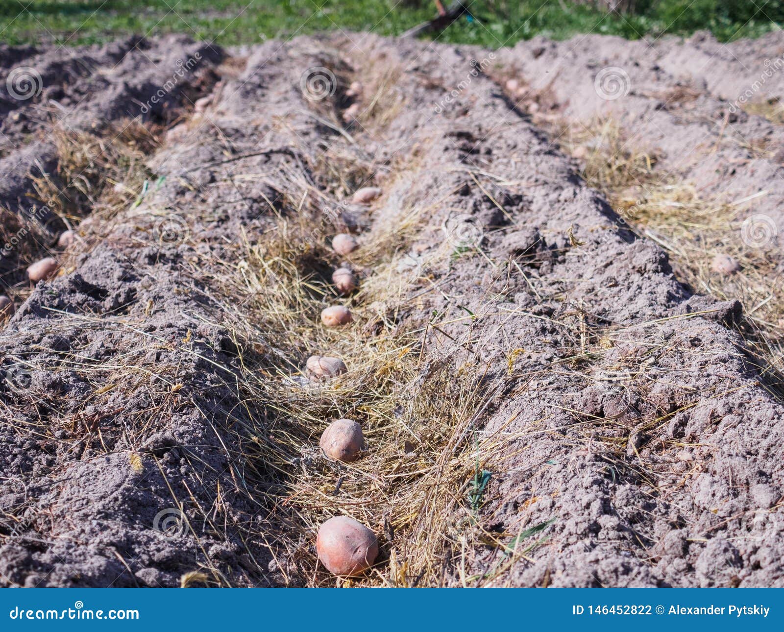 Planting Potatoes in the Spring in the Garden Stock Photo - Image of ...