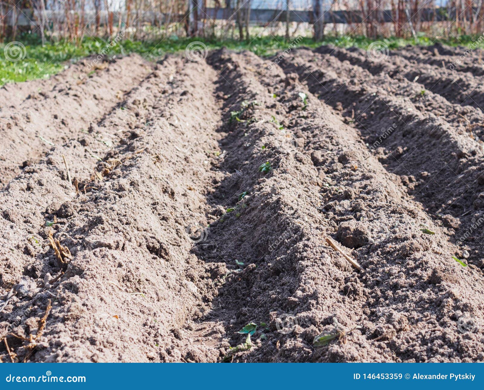 Planting Potatoes in the Spring in the Garden Stock Image - Image of ...