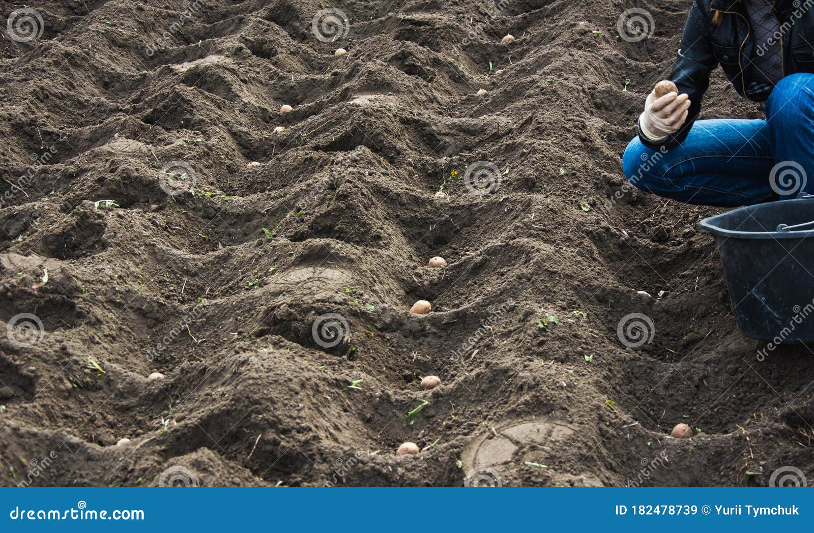 Planting Potatoes in Spring Stock Image - Image of vegetable, work ...