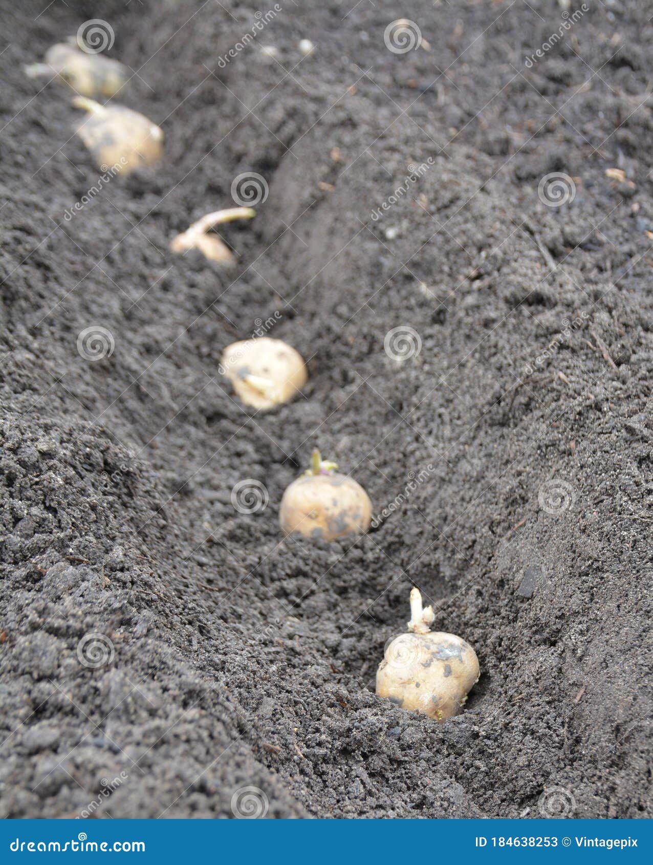 Planting of Potatoes in the Spring Stock Image - Image of dirt, food ...