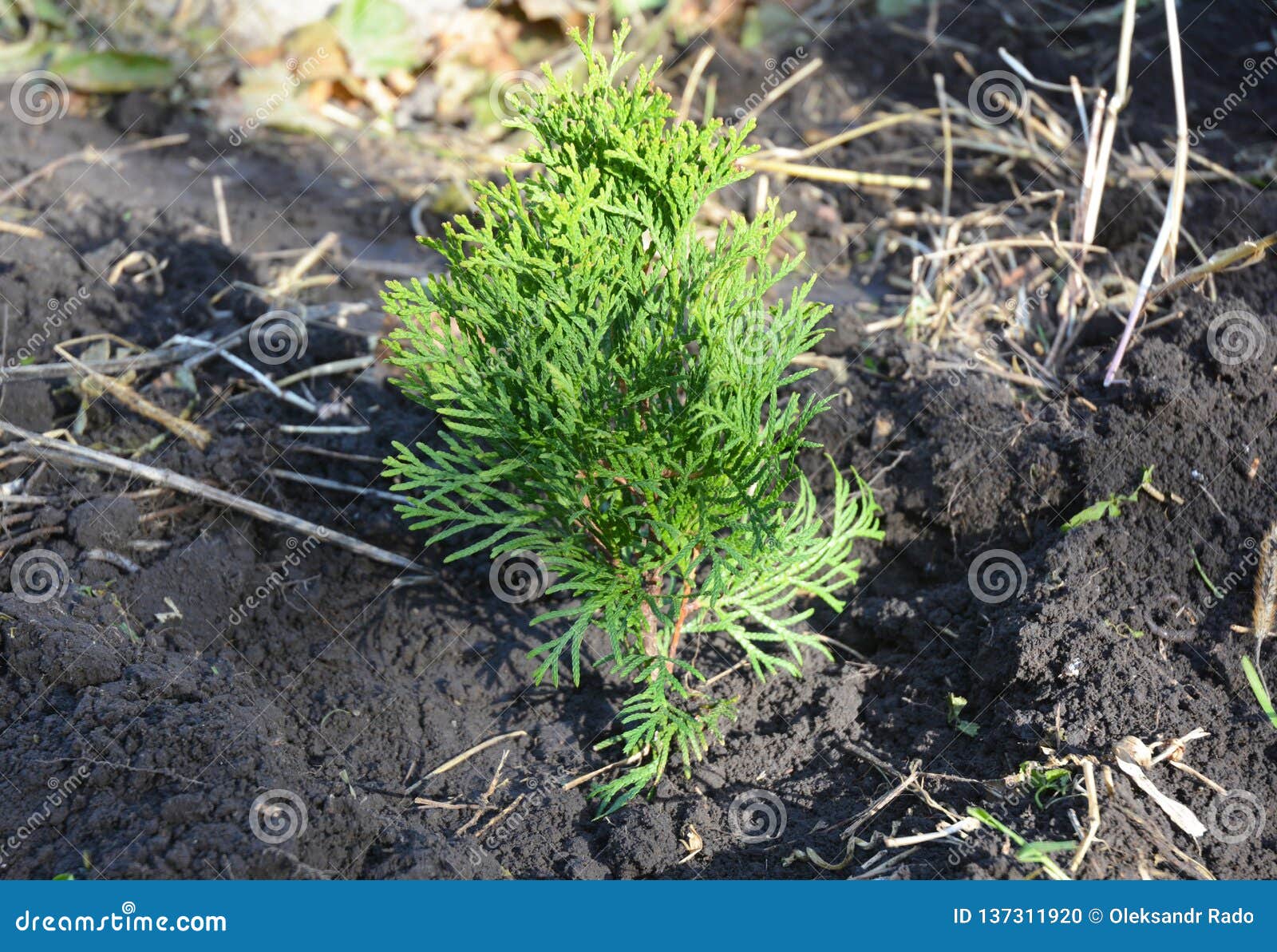 Planting Potted Thuja Occidentalis in the Garden Stock Photo - Image of ...
