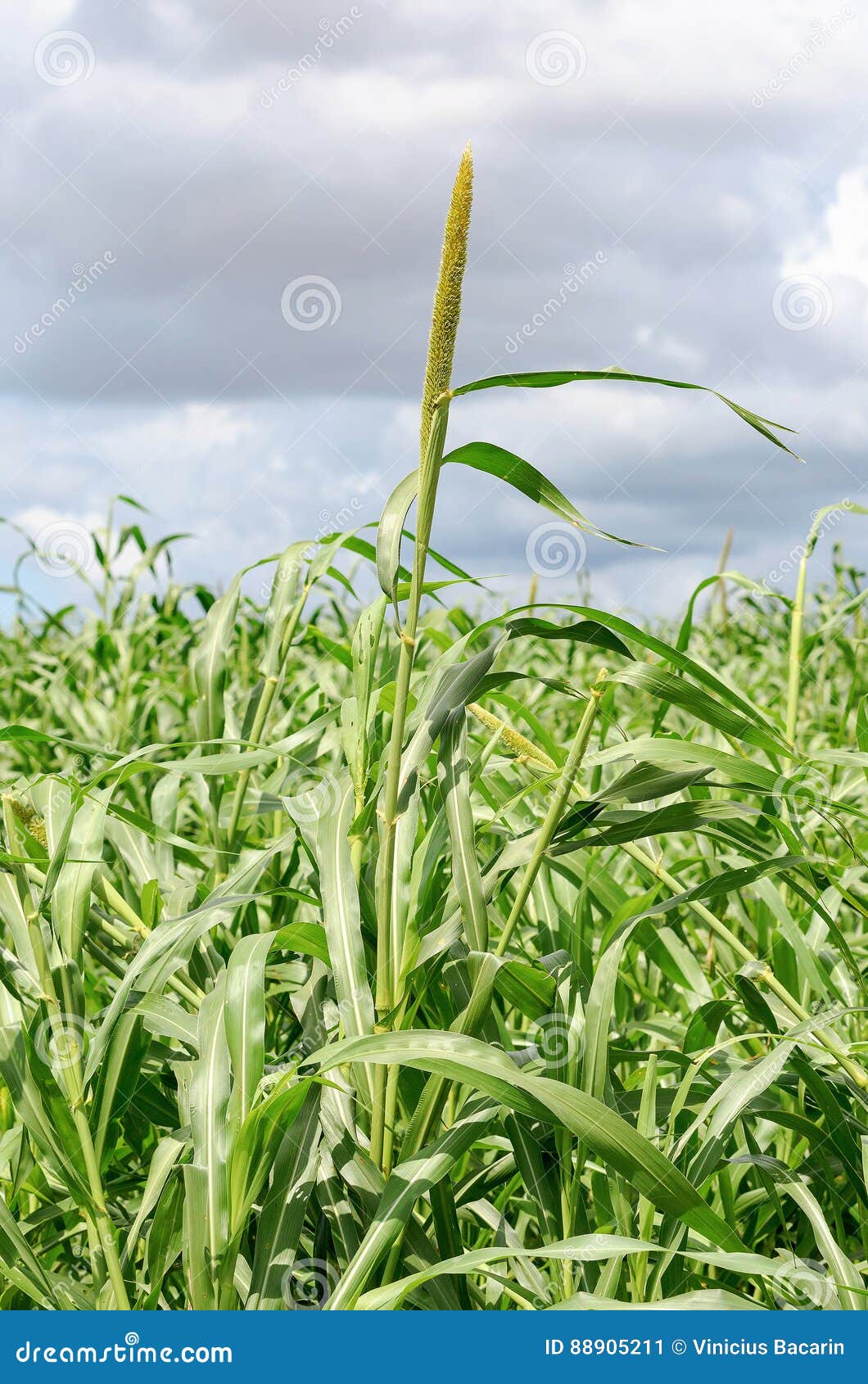 Milhete Photos - Free & Royalty-Free Stock Photos from Dreamstime