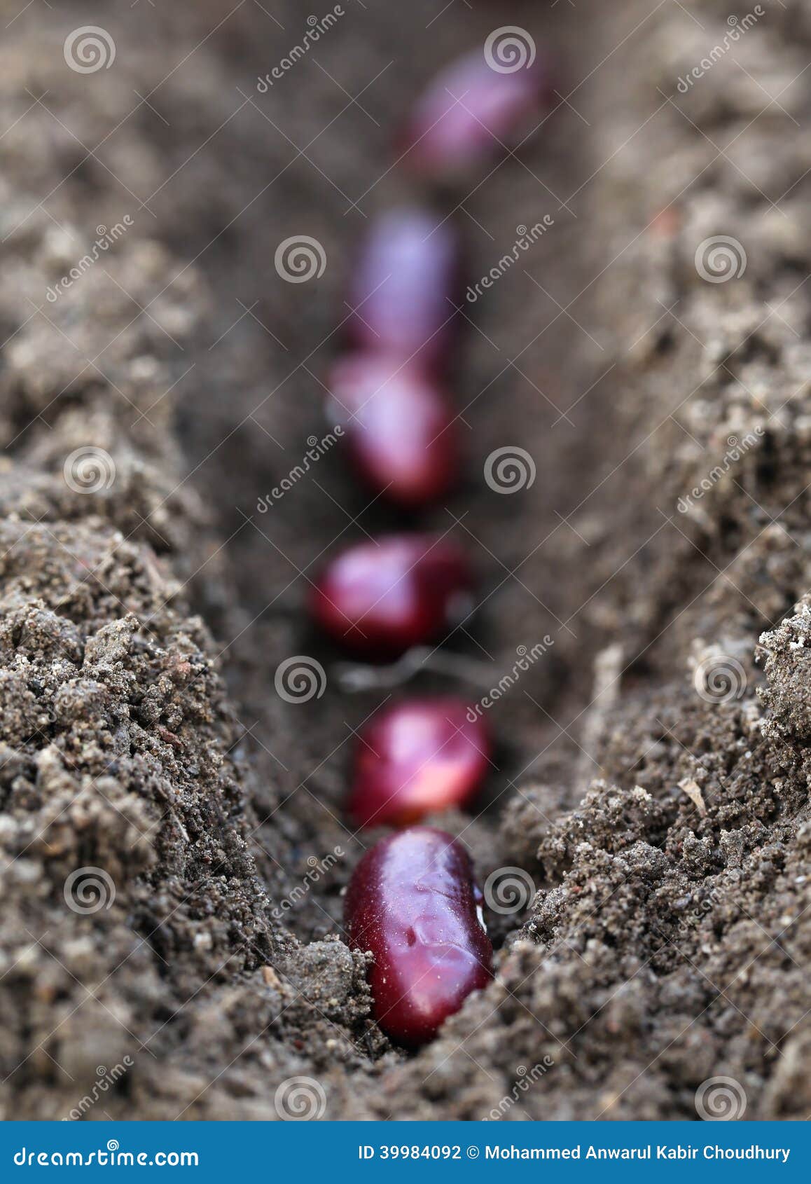 Planting Rajma dal stock photo. Image of agriculture - 39984092