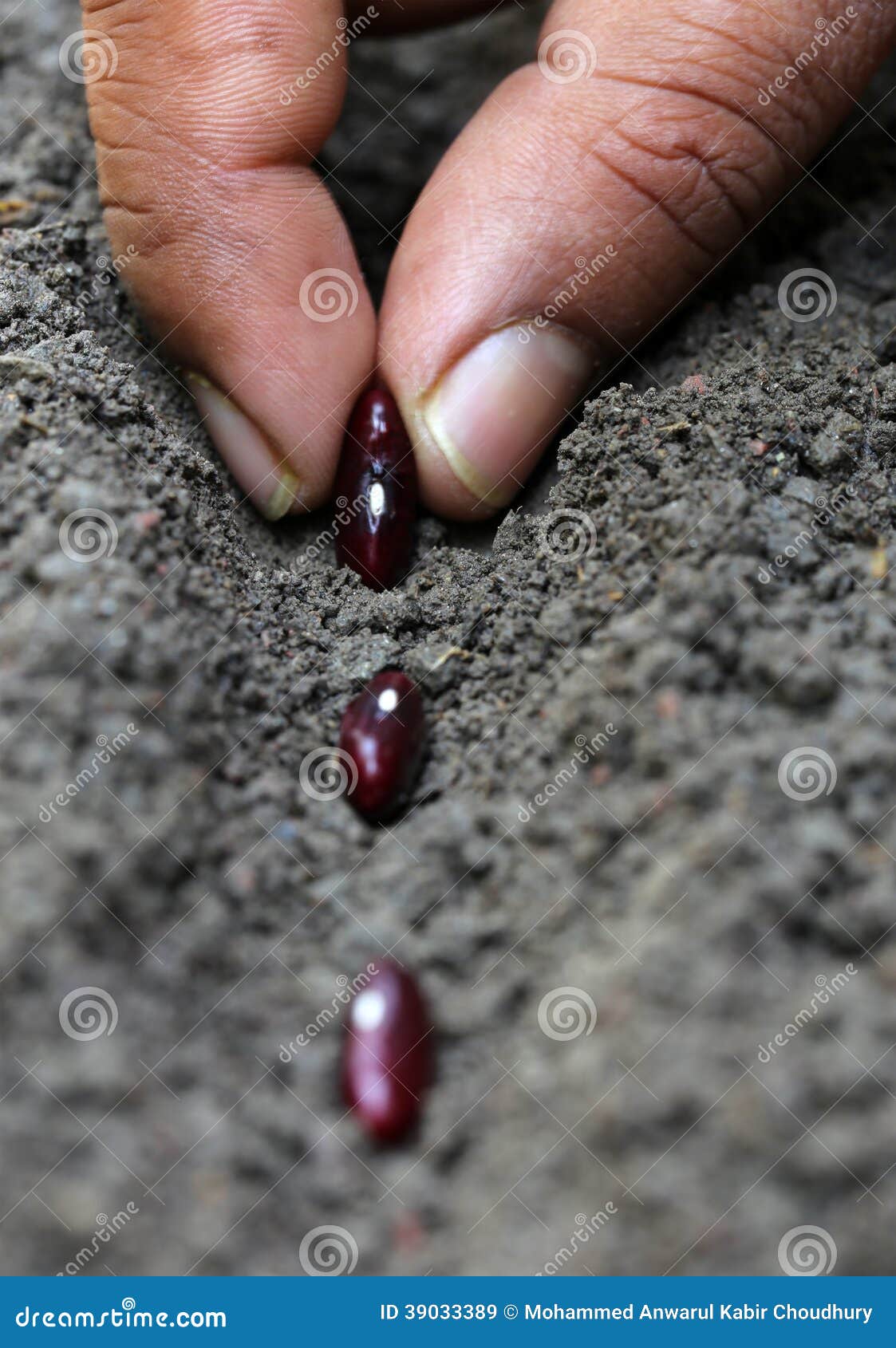 Planting Rajma dal stock image. Image of ingredient, agriculture - 39033389