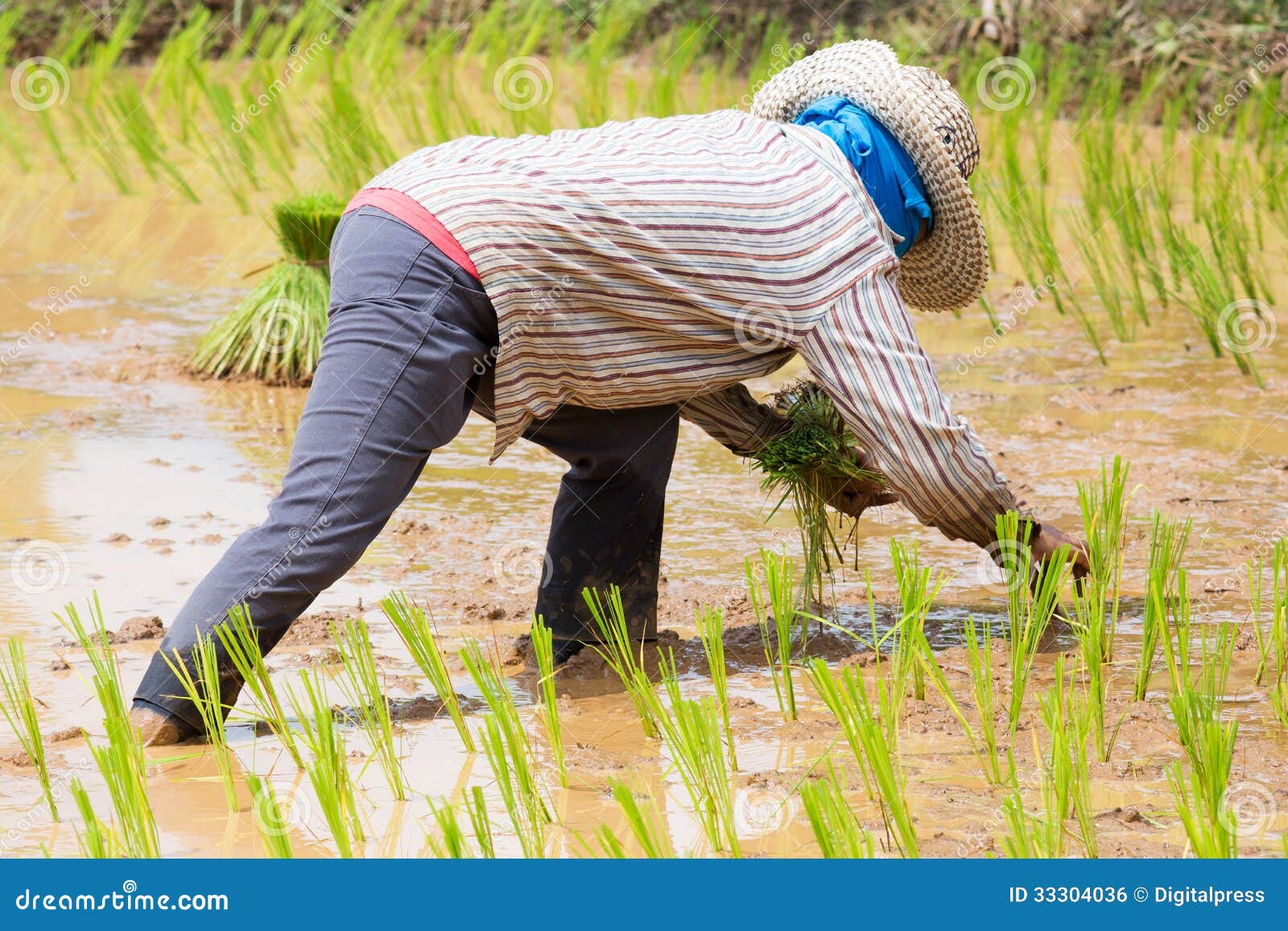 Planting Rice stock photo. Image of paddy, people, outdoors - 33304036