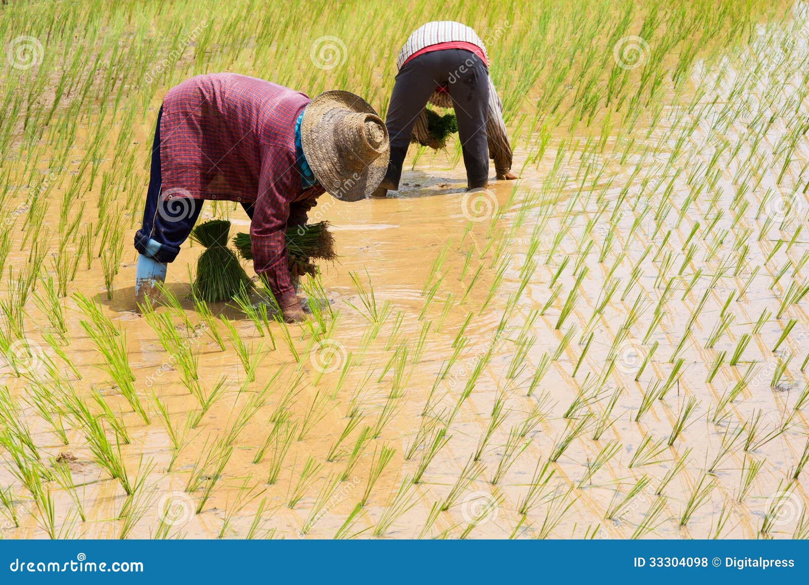 Planting Rice stock photo. Image of plant, people, rice - 33304098