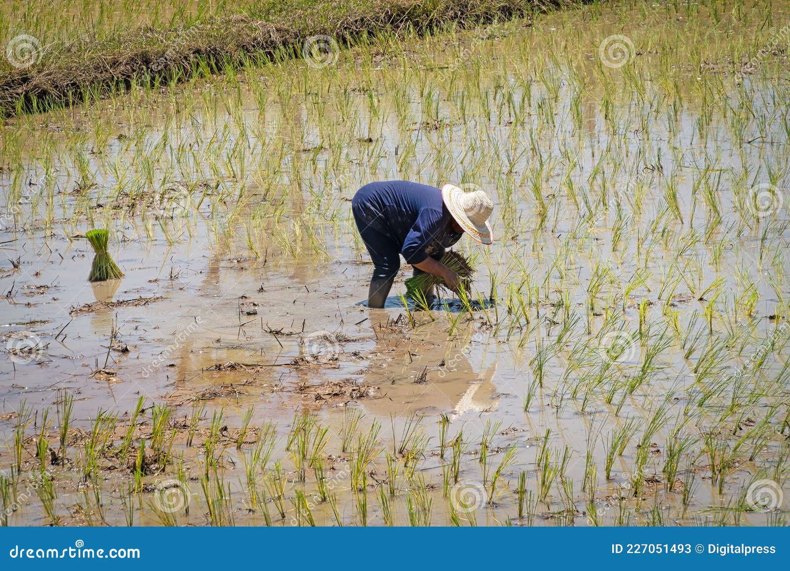 Planting Rice editorial stock photo. Image of person - 227051493