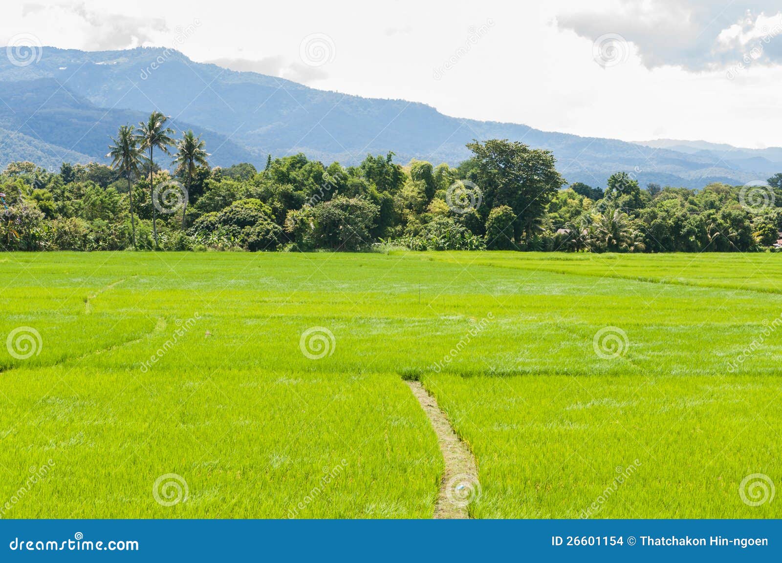 Planting rice in the farm stock photo. Image of asian - 26601154