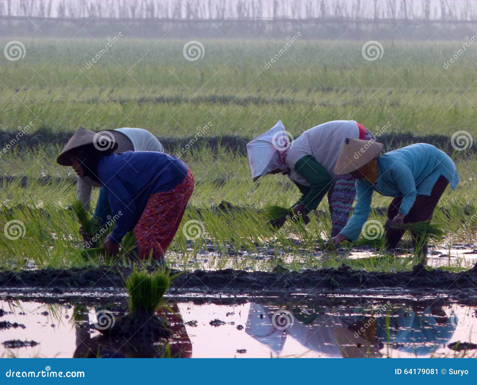 Planting rice editorial photo. Image of indonesia, boyolali - 64179081