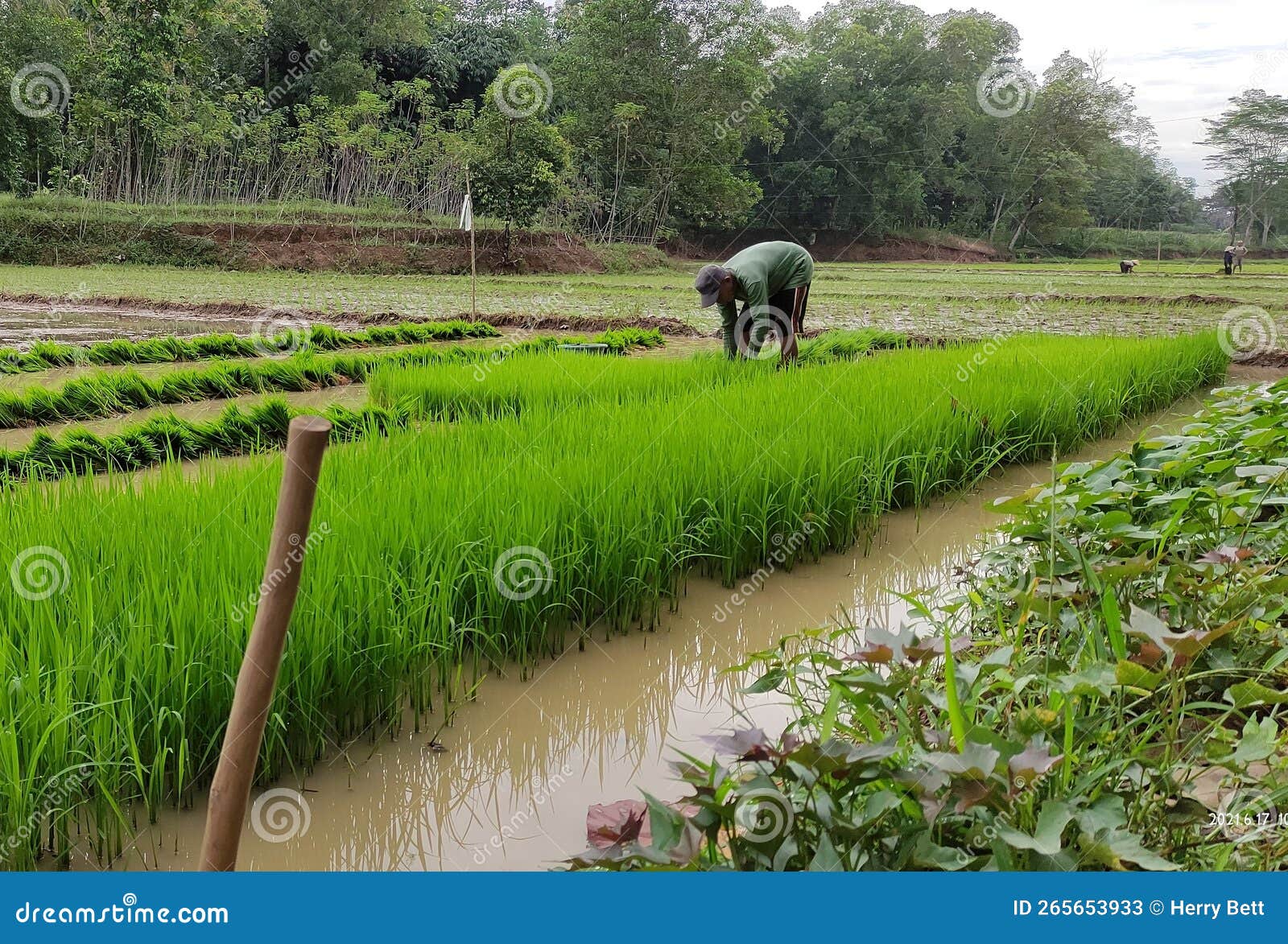 Planting Rice in the Fields Editorial Stock Photo - Image of process ...