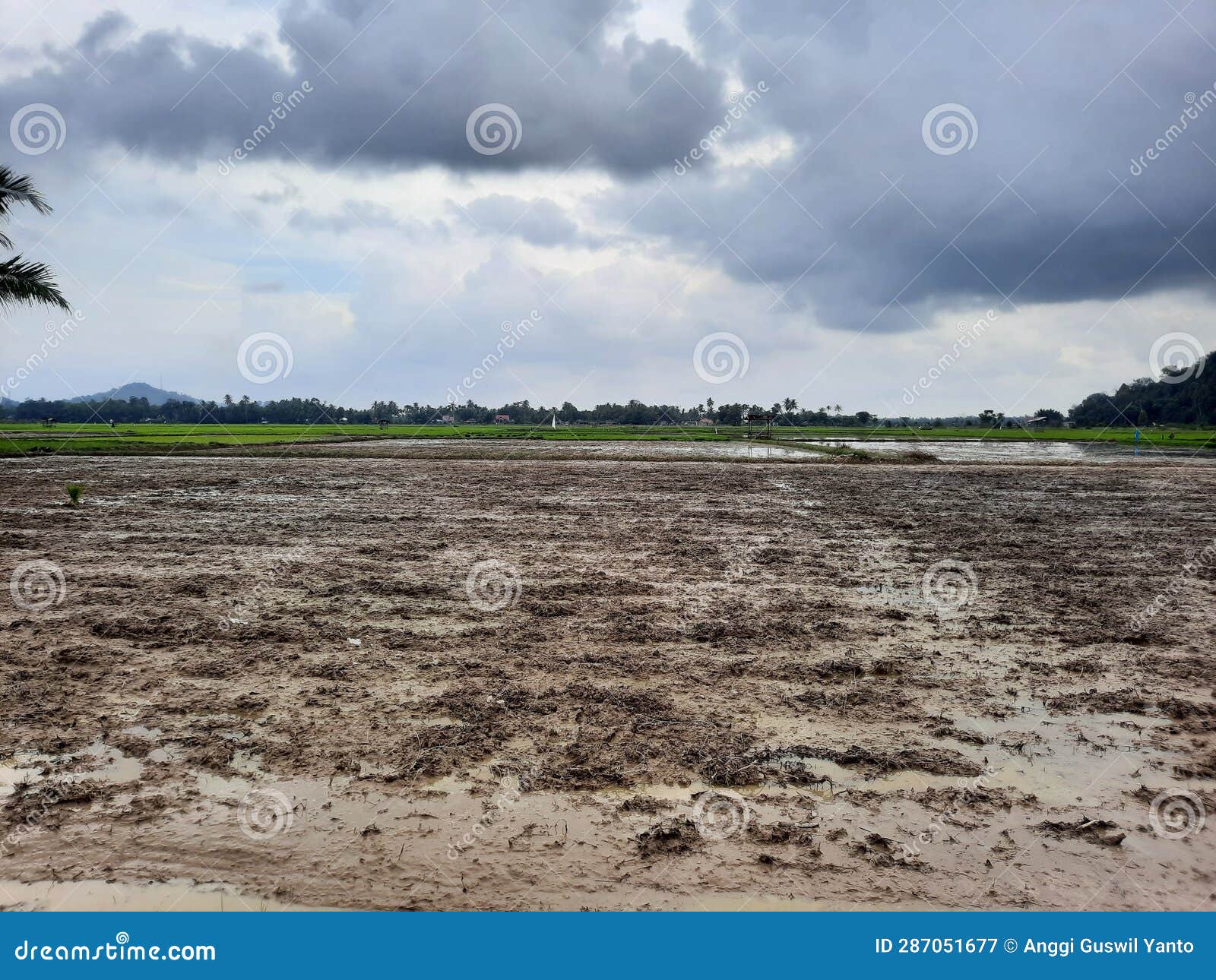 Planting rice stock image. Image of fields, planting - 287051677