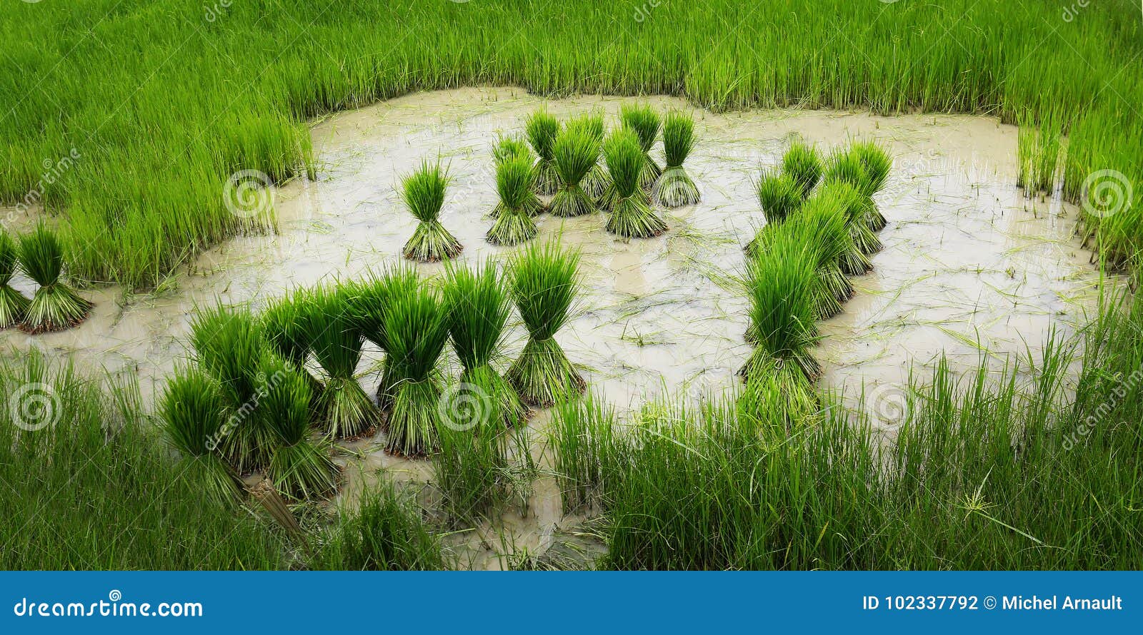 Work in rice field stock photo. Image of nature, grain - 102337792
