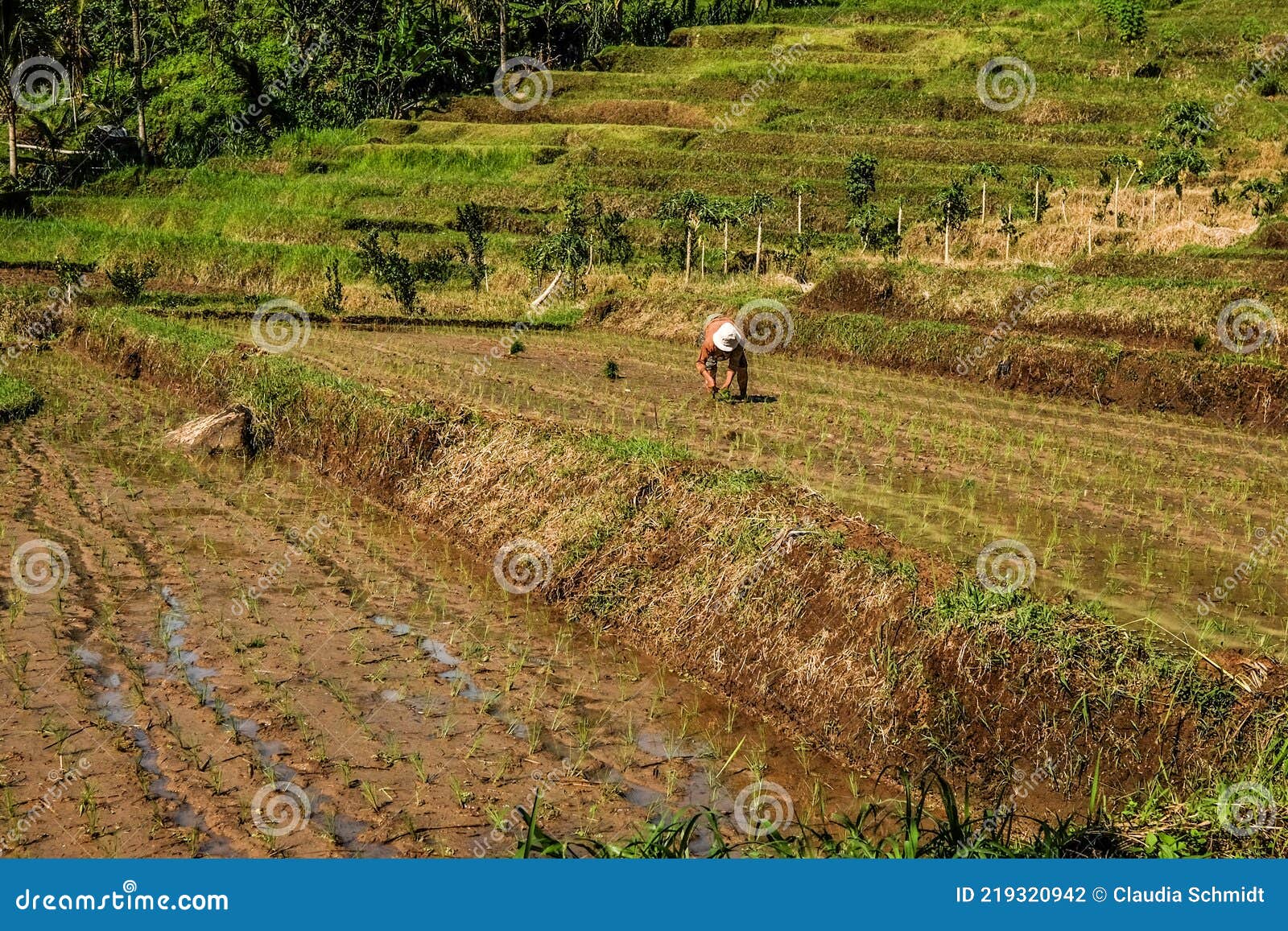 Planting Rice in the Terrace Fields Stock Photo - Image of claudia ...