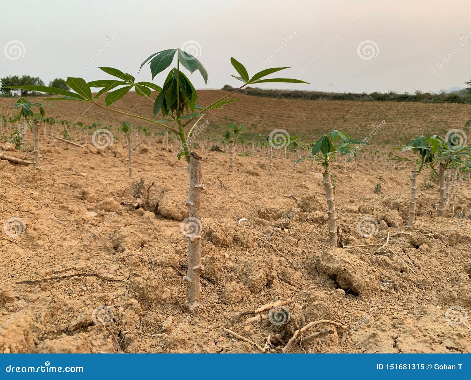 Planting Rubber Trees is Sprouting, Growing, Progressing Stock Image ...