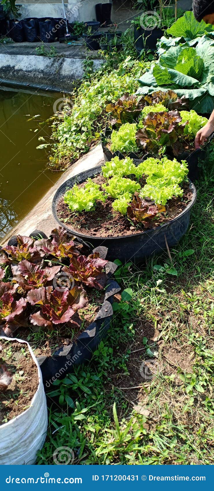 Planting Salad Vegetables in a Rubber Ring Stock Image - Image of ...