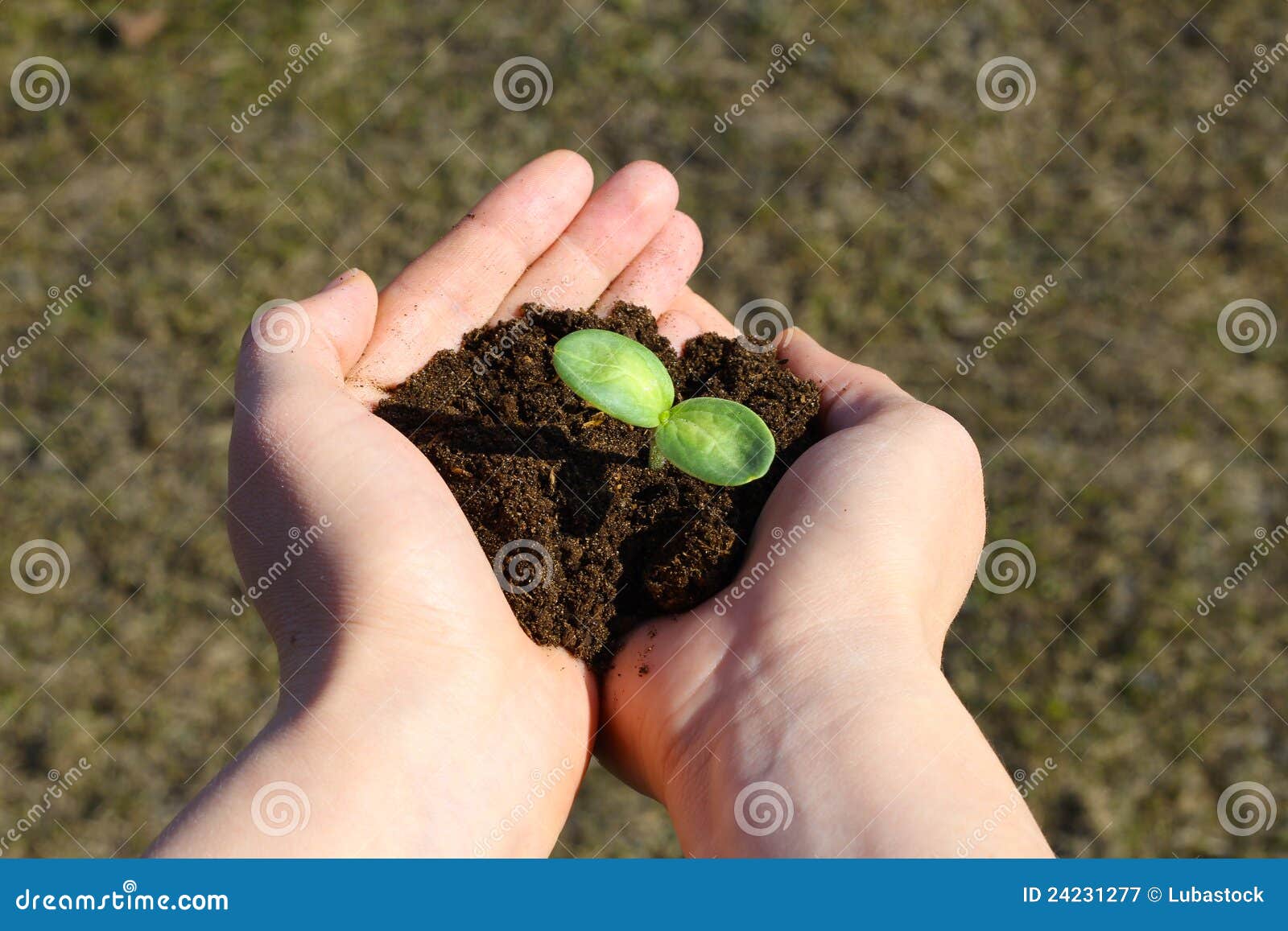 Planting a sapling stock image. Image of cultivated, harvest - 24231277