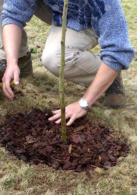 Planting sapling tree stock photo. Image of hard, cultivable - 10235282